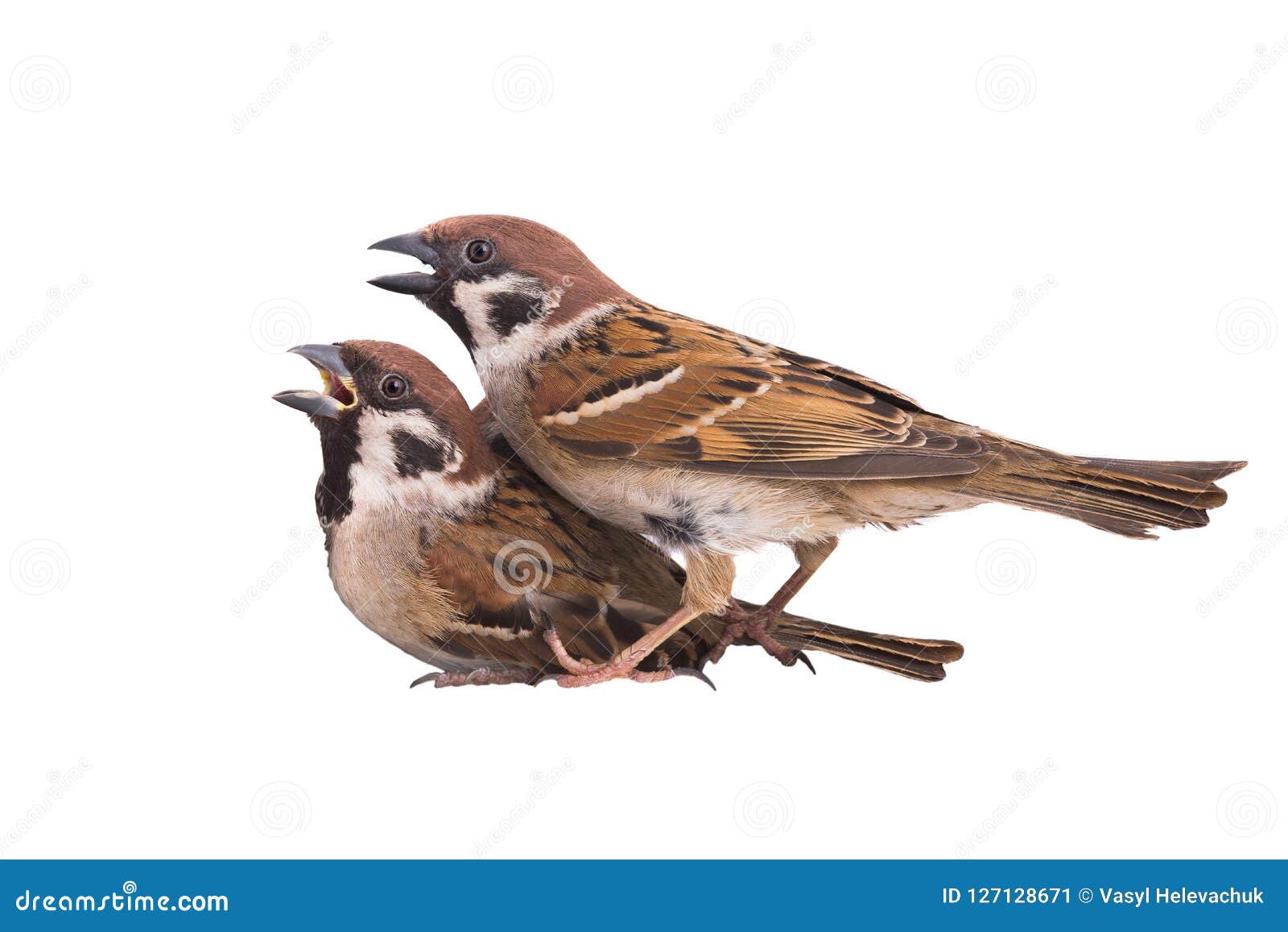 Due passeri isolati immagine stock. Immagine di posizione - 127128671