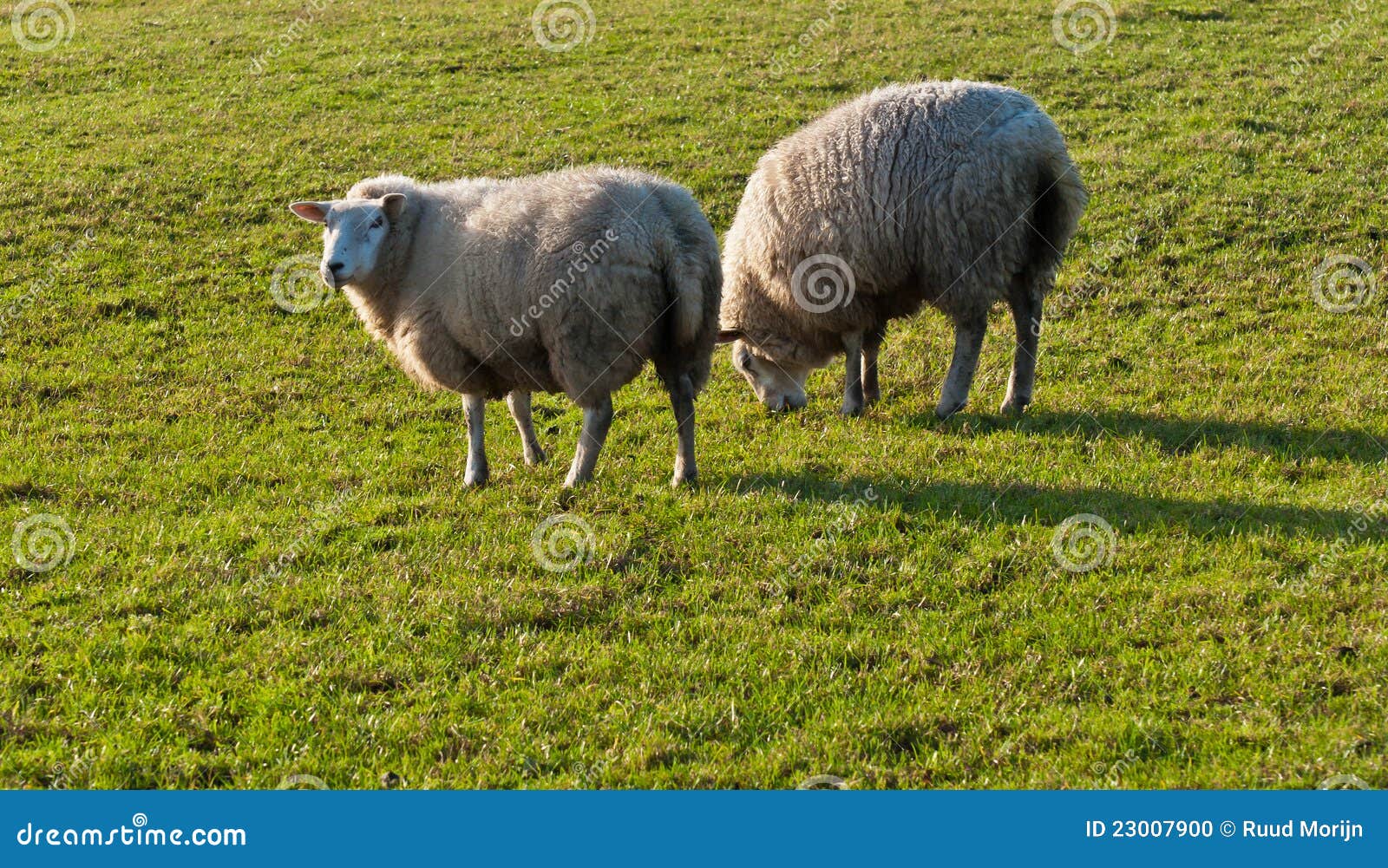 Due Pecore Di Pascolo E Un Sole Basso Fotografia Stock - Immagine di ...