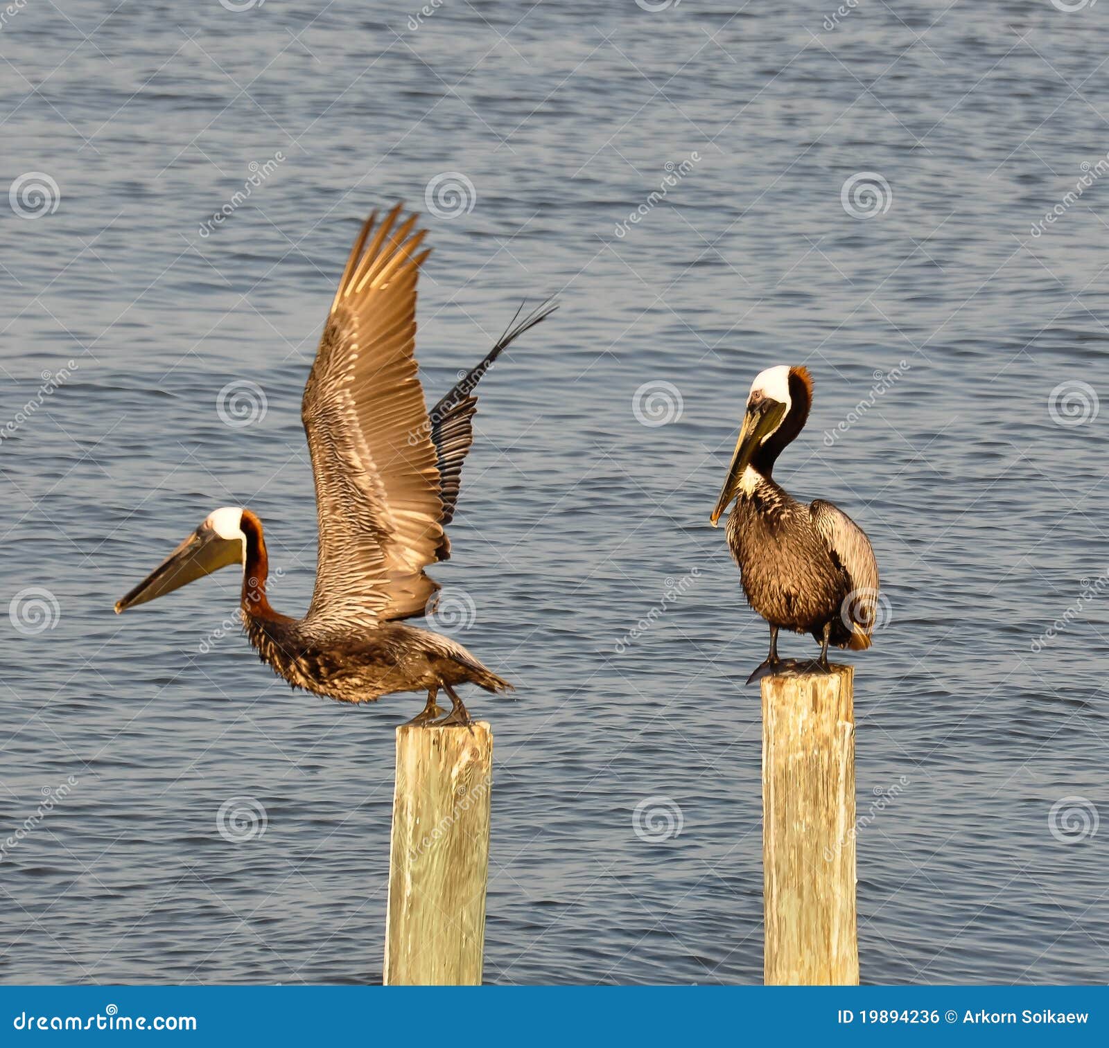 Due pellicani marroni fotografia stock. Immagine di marrone - 19894236