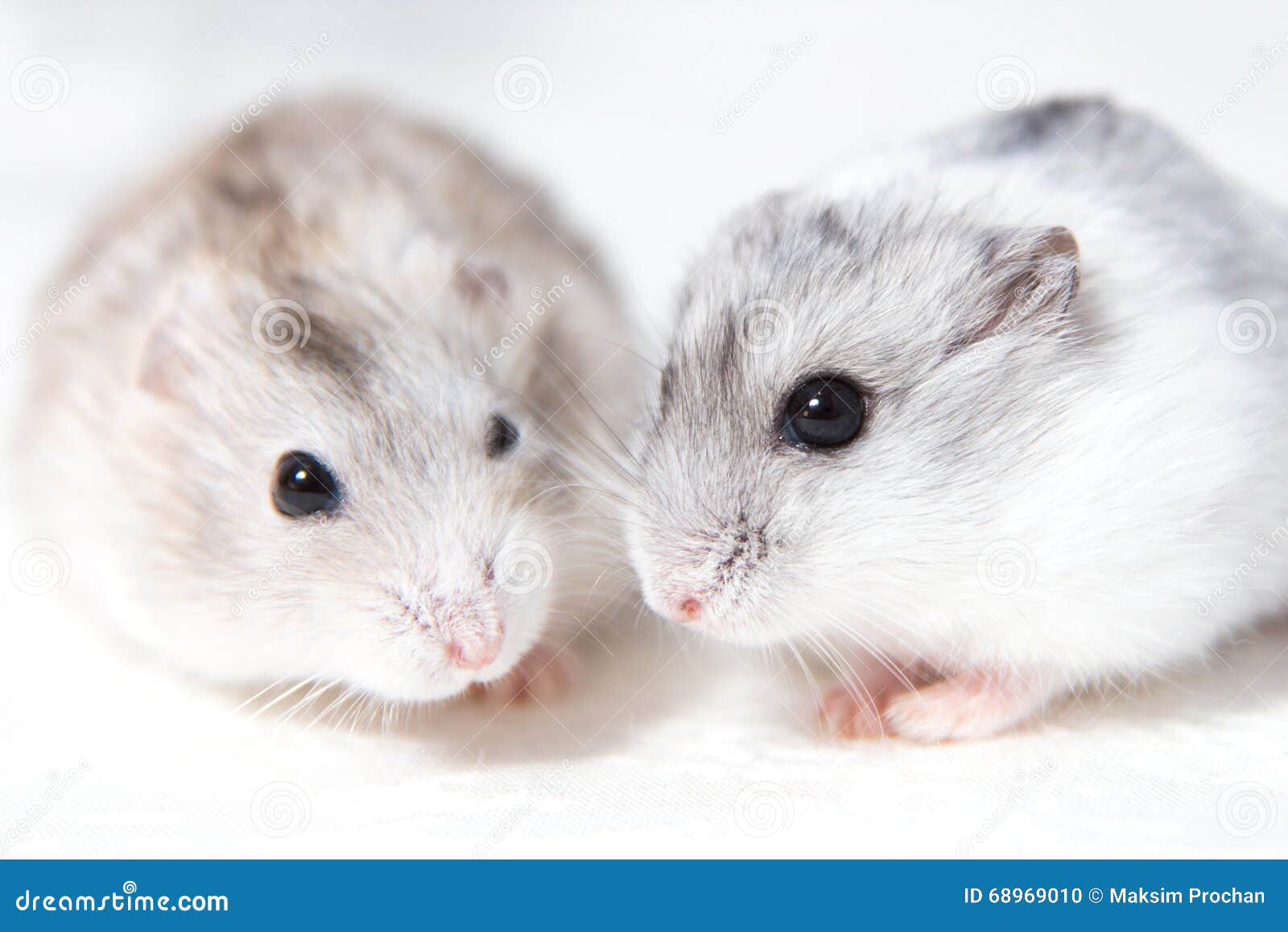 Due Piccoli Criceti Su Una Tavola Fotografia Stock - Immagine di nano ... Due Piccoli Criceti Su Una Tavola Fotografia Stock - Immagine di nano ...