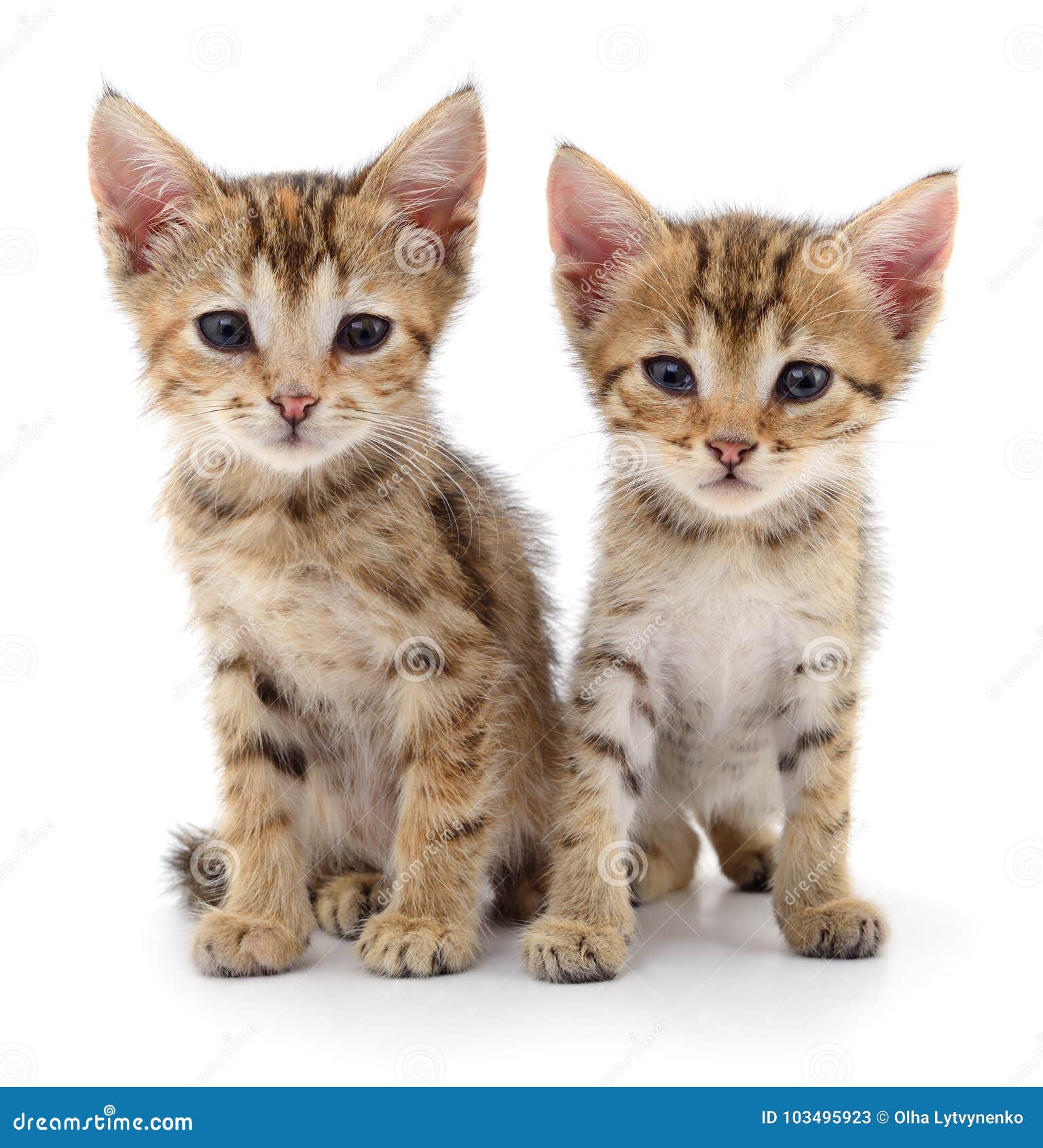 Due piccoli gattini immagine stock. Immagine di seduta - 103495923
