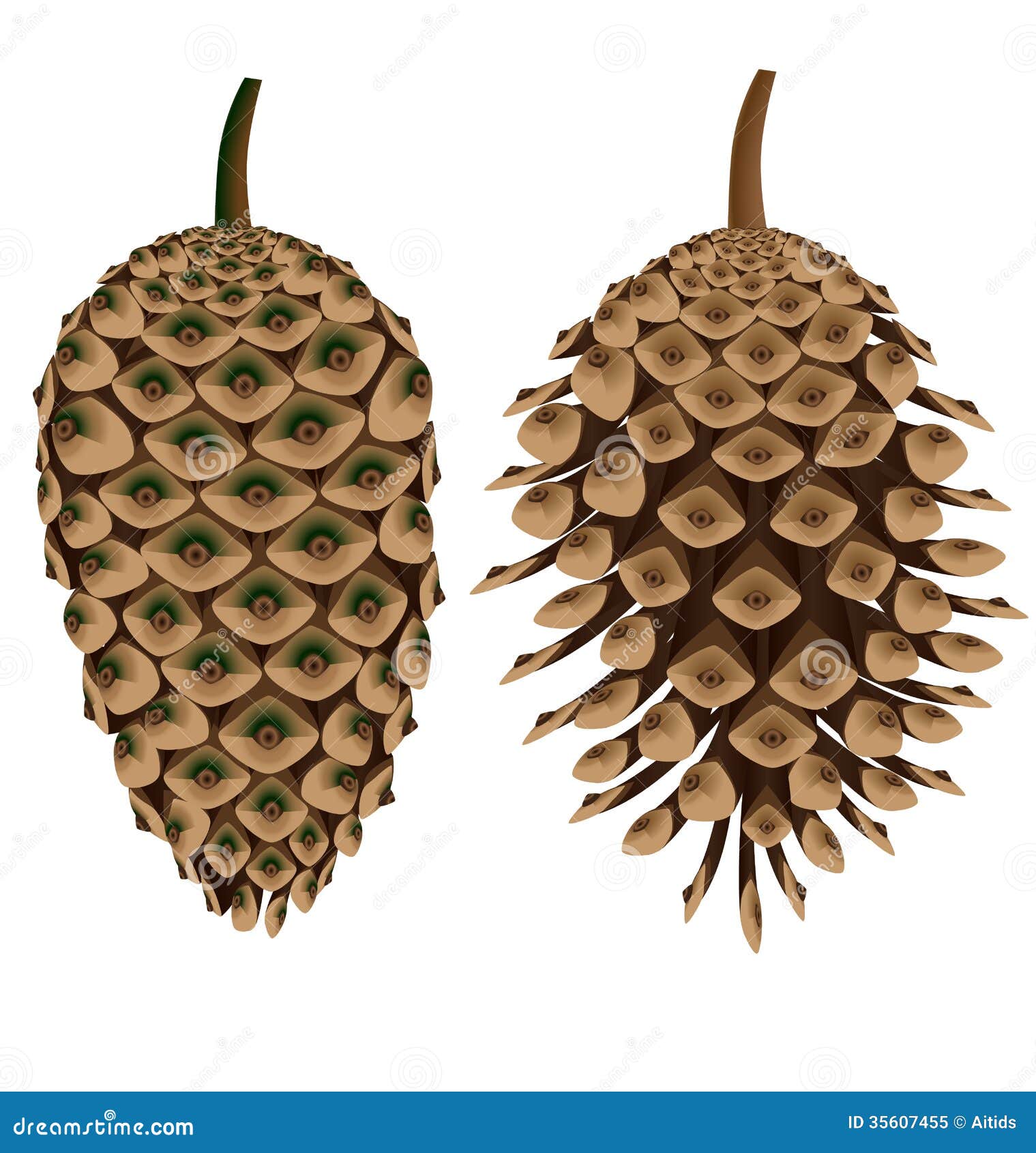 Due pigne illustrazione vettoriale. Illustrazione di isolato - 35607455