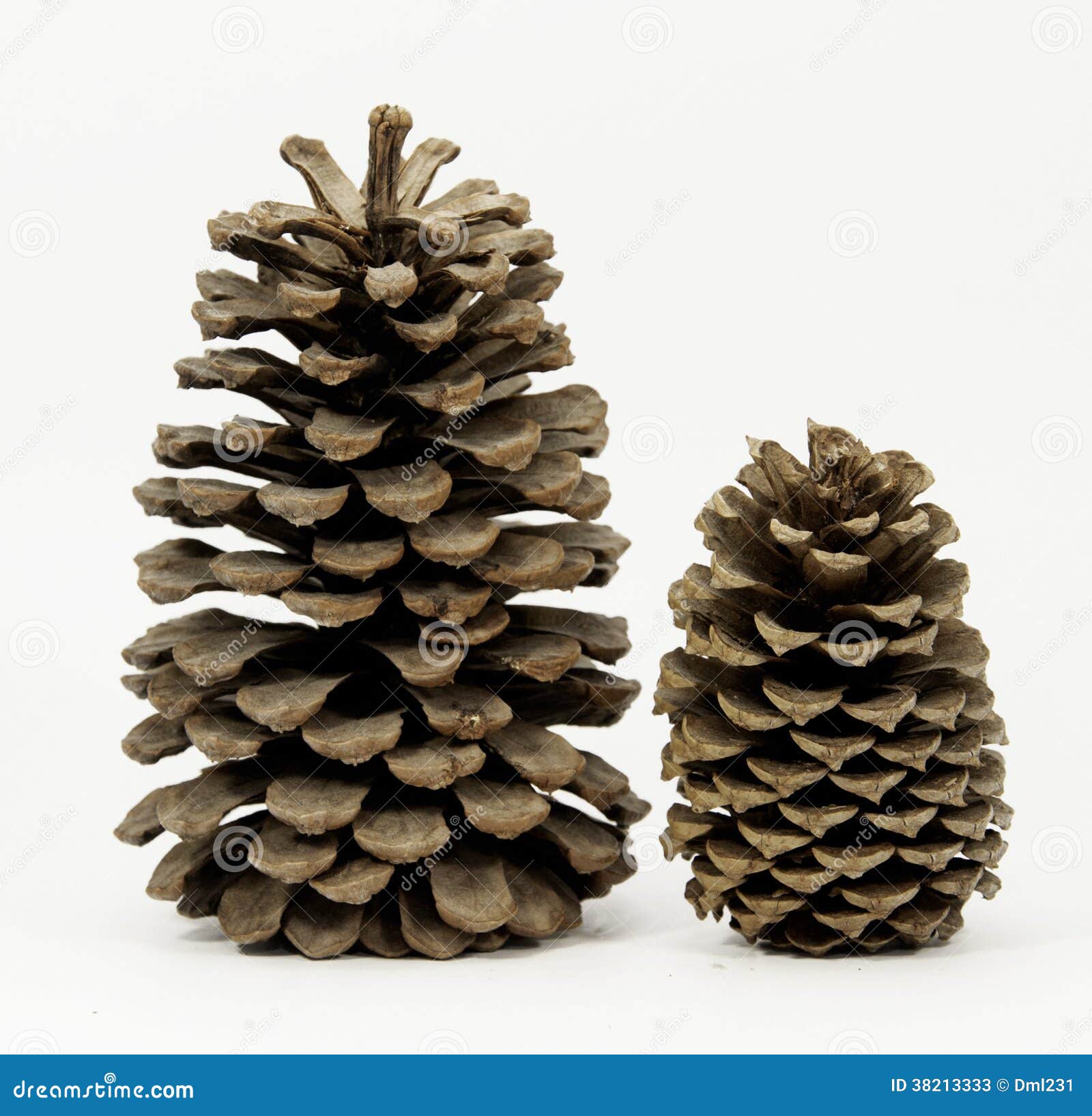 Due pigne immagine stock. Immagine di marrone, conifero - 38213333