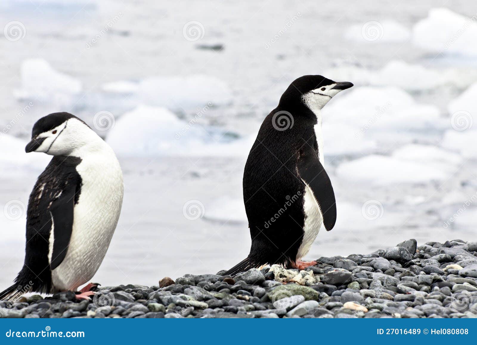 Due Pinguini - Chinstrap - Pygoscelis Antartide Immagine Stock ...