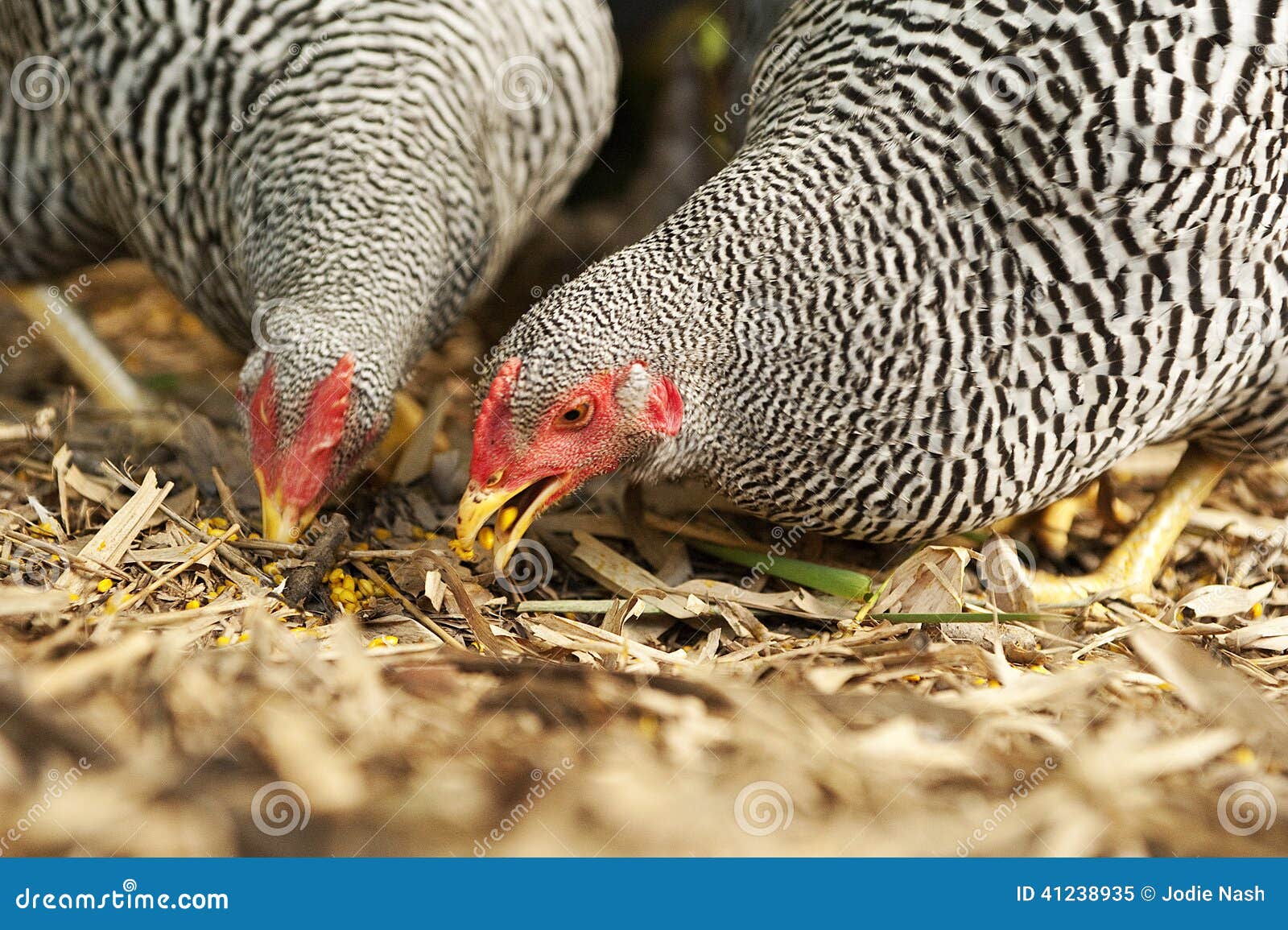 Due Polli Che Mangiano Grano Immagine Stock - Immagine di esterno ...