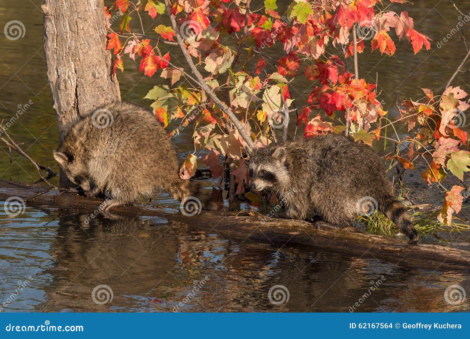 Due Procioni (lotor Del Procyon) Su Un Ceppo Fotografia Stock ...