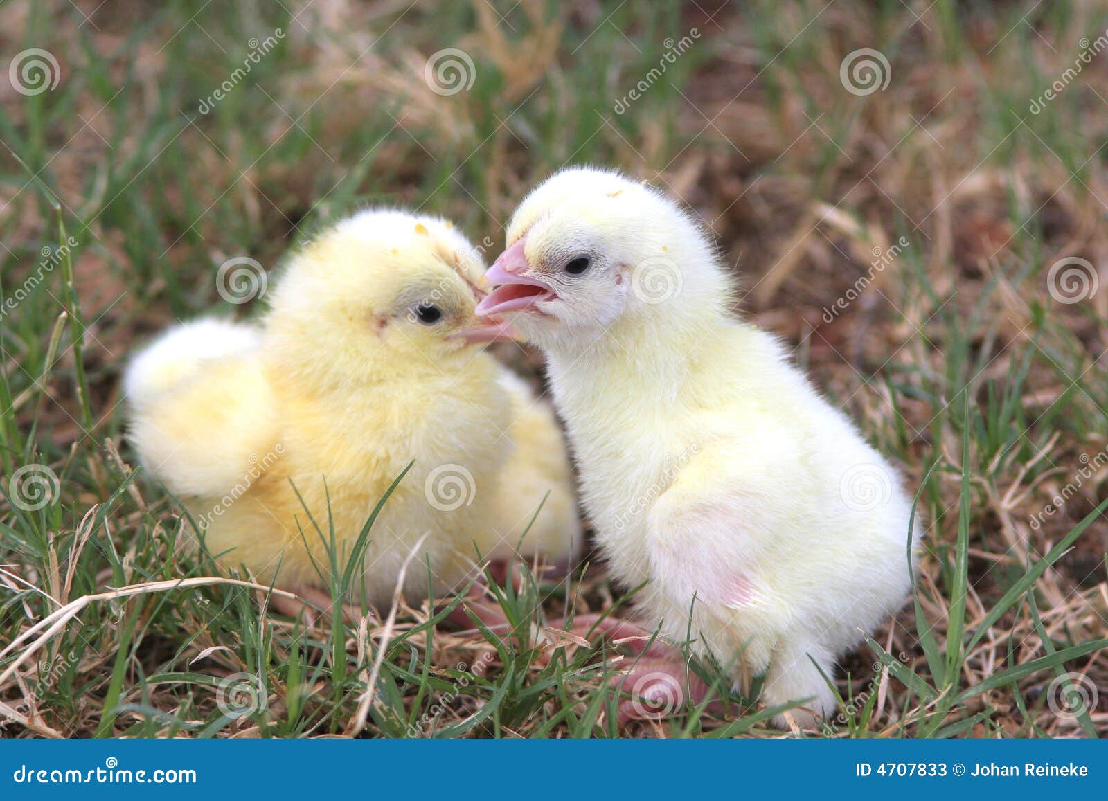 Due pulcini immagine stock. Immagine di alimento, animale - 4707833