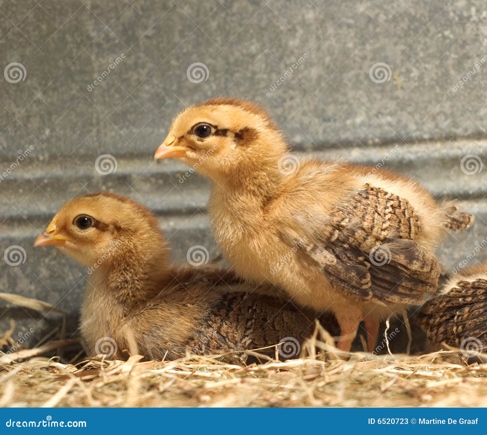 Due Pulcini Del Pollo Del Brown Immagine Stock - Immagine di marrone ...