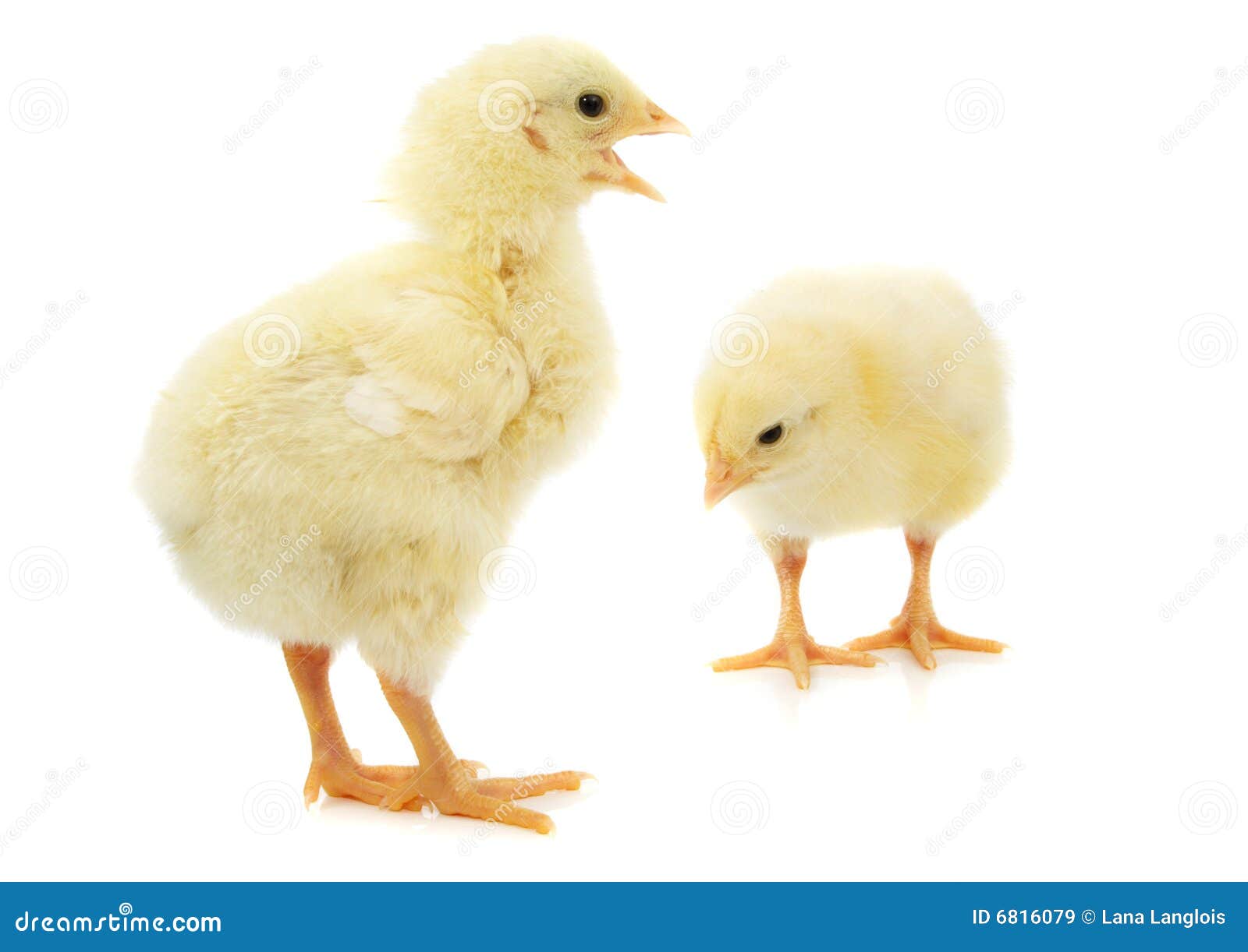 Due pulcini gialli immagine stock. Immagine di pulcino - 6816079