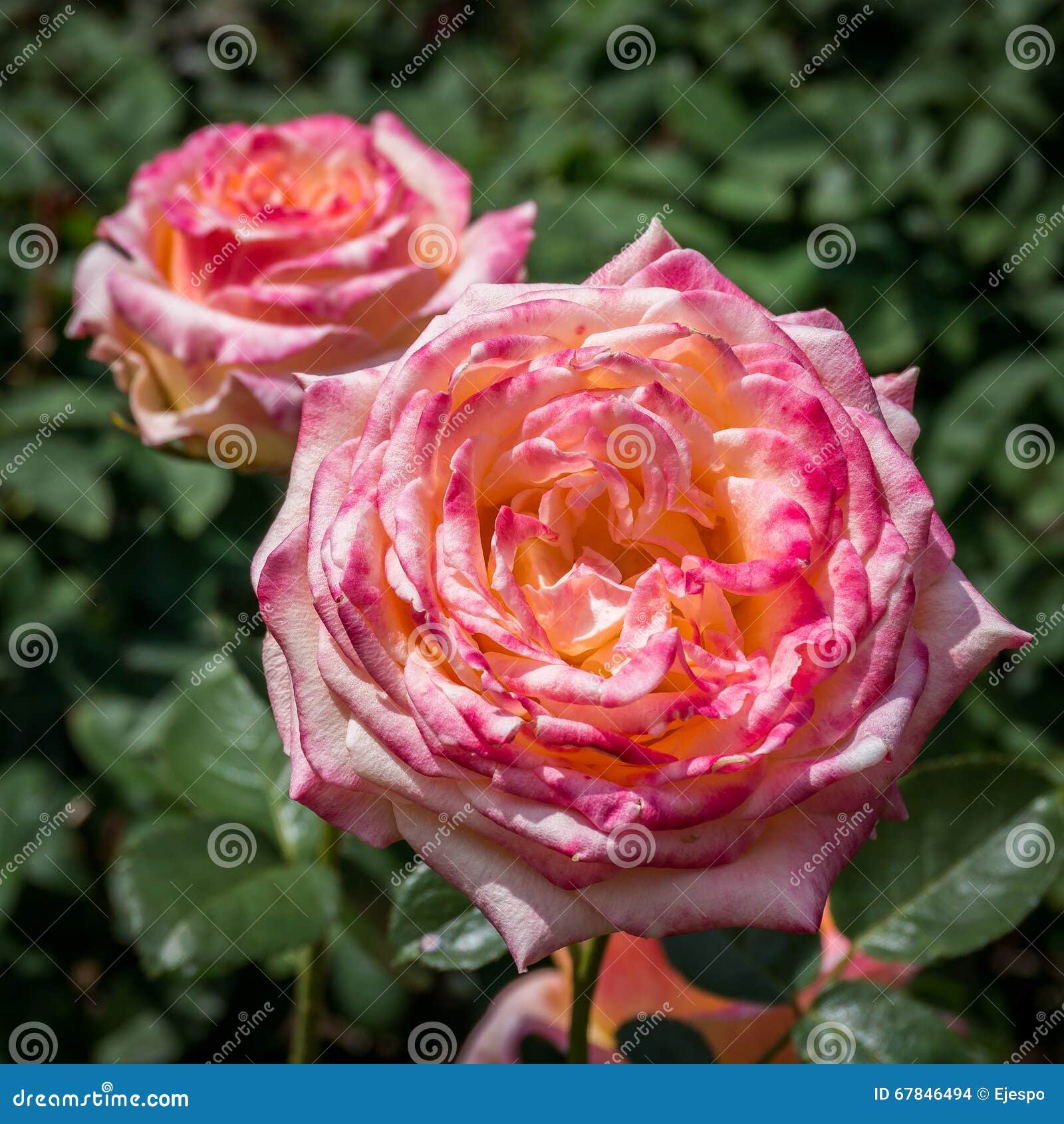 Due rose fotografia stock. Immagine di fiore, rose, boston - 67846494