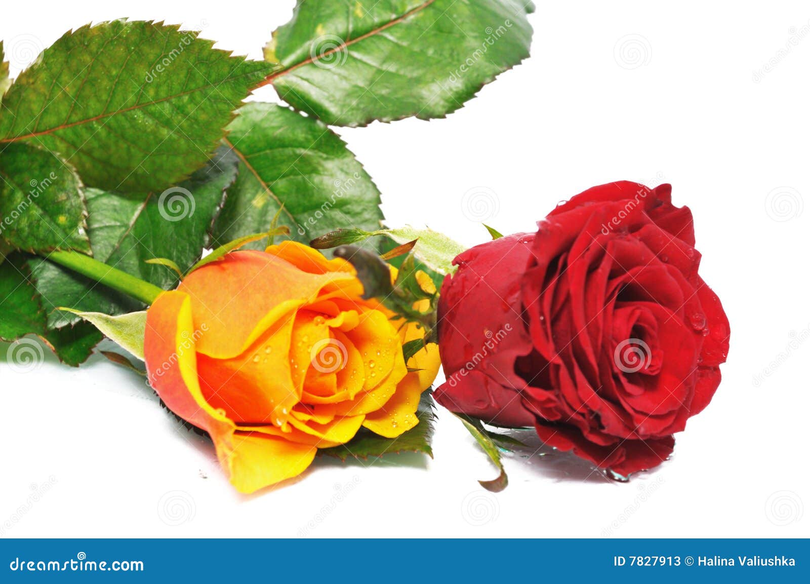 Due rose graziose immagine stock. Immagine di fogli, fioritura - 7827913