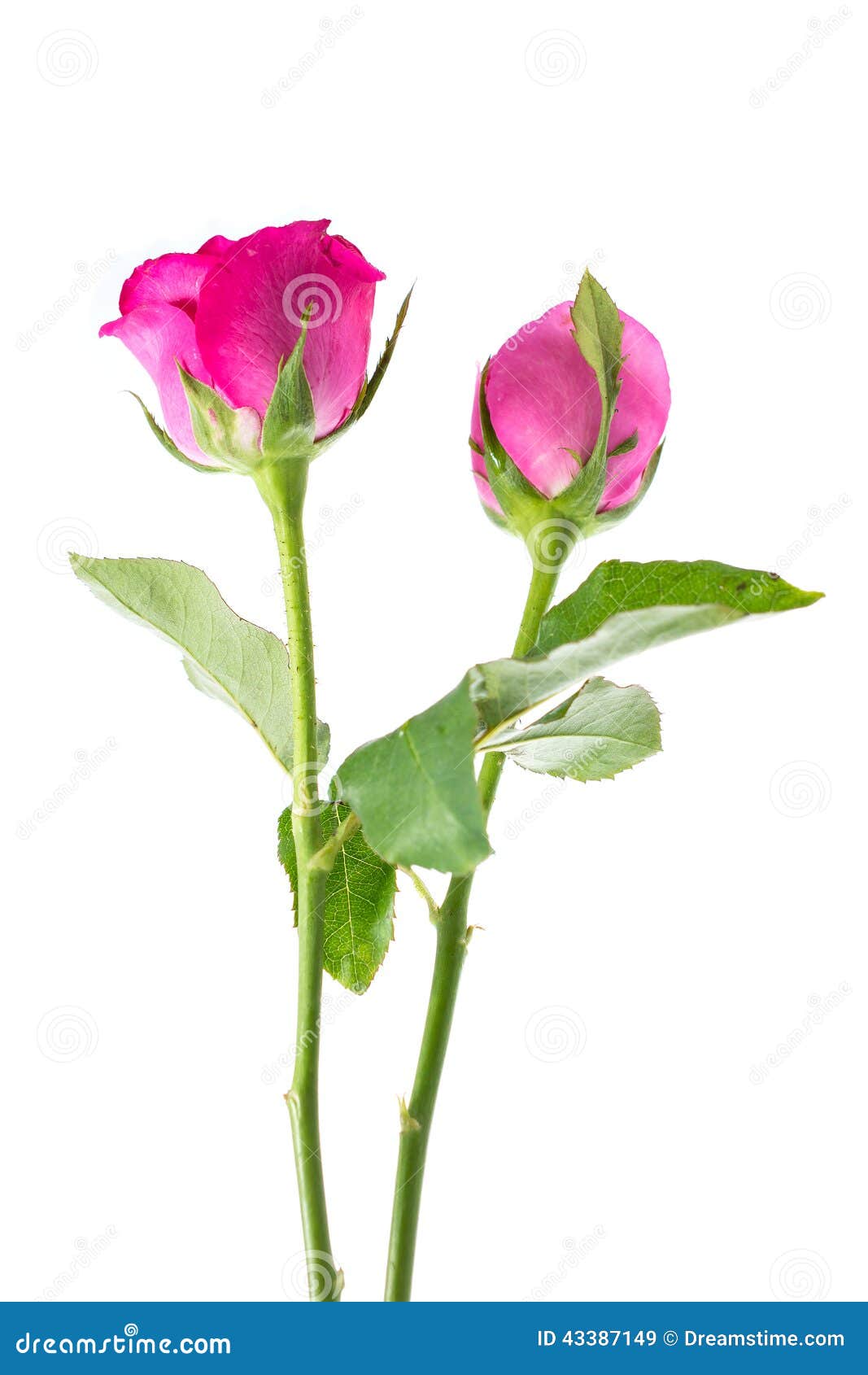 Due rose rosse immagine stock. Immagine di chiusura, disegno - 43387149