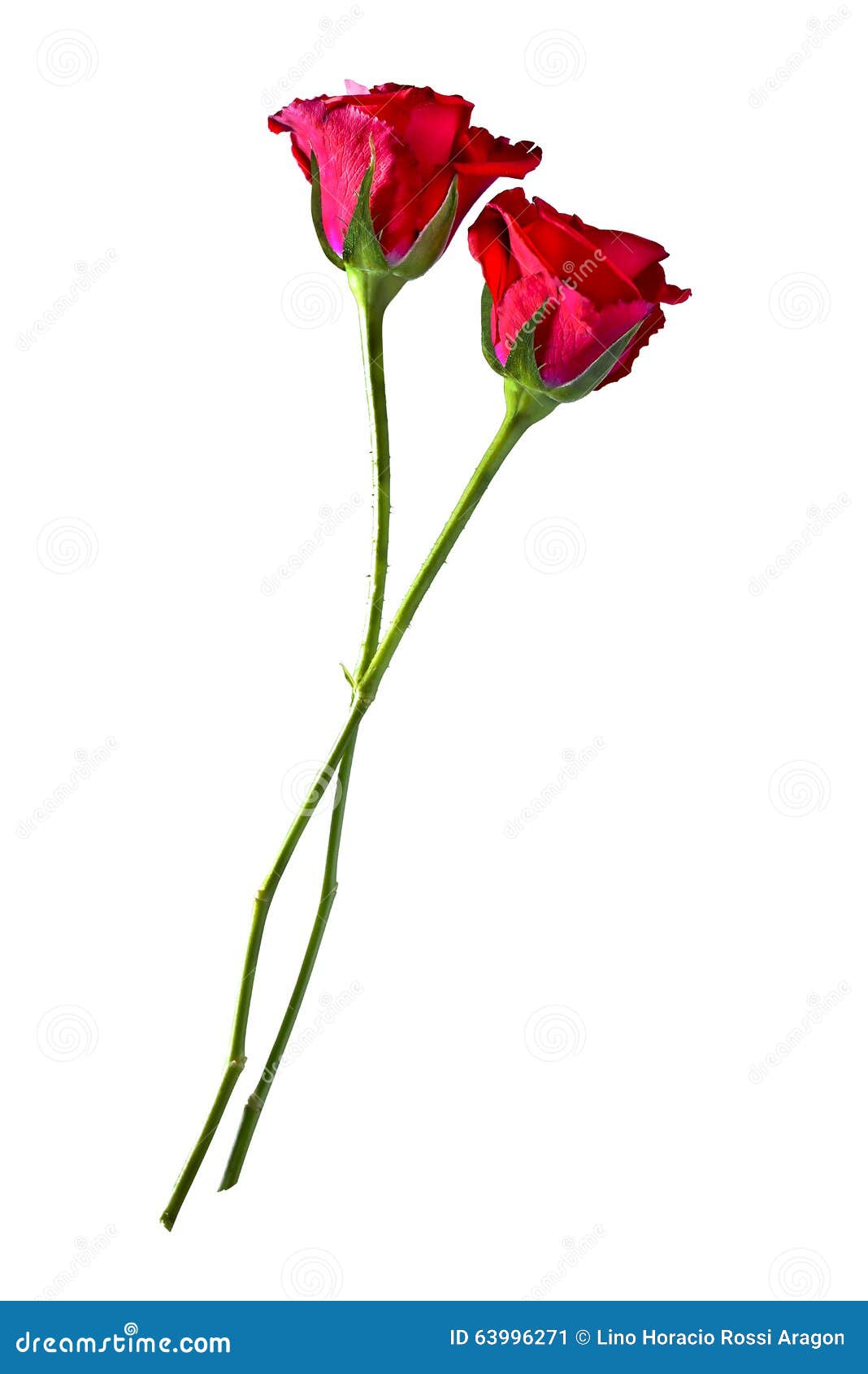 Due rose rosse immagine stock. Immagine di isolato, elegante - 63996271