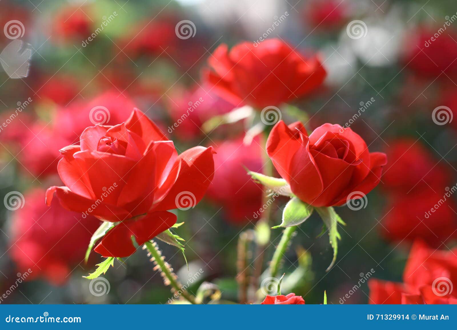 Due rose rosse nel roseto fotografia stock. Immagine di festa - 71329914