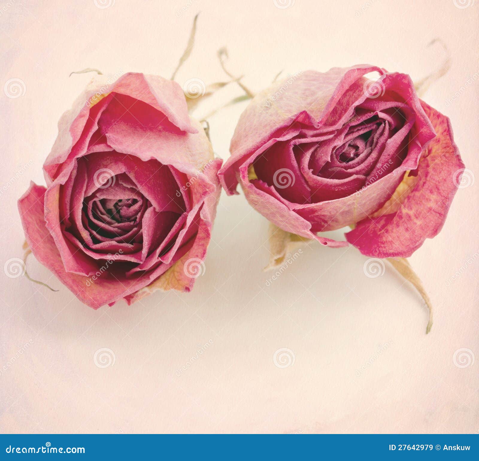 Due rose secche immagine stock. Immagine di spazio, valentine - 27642979