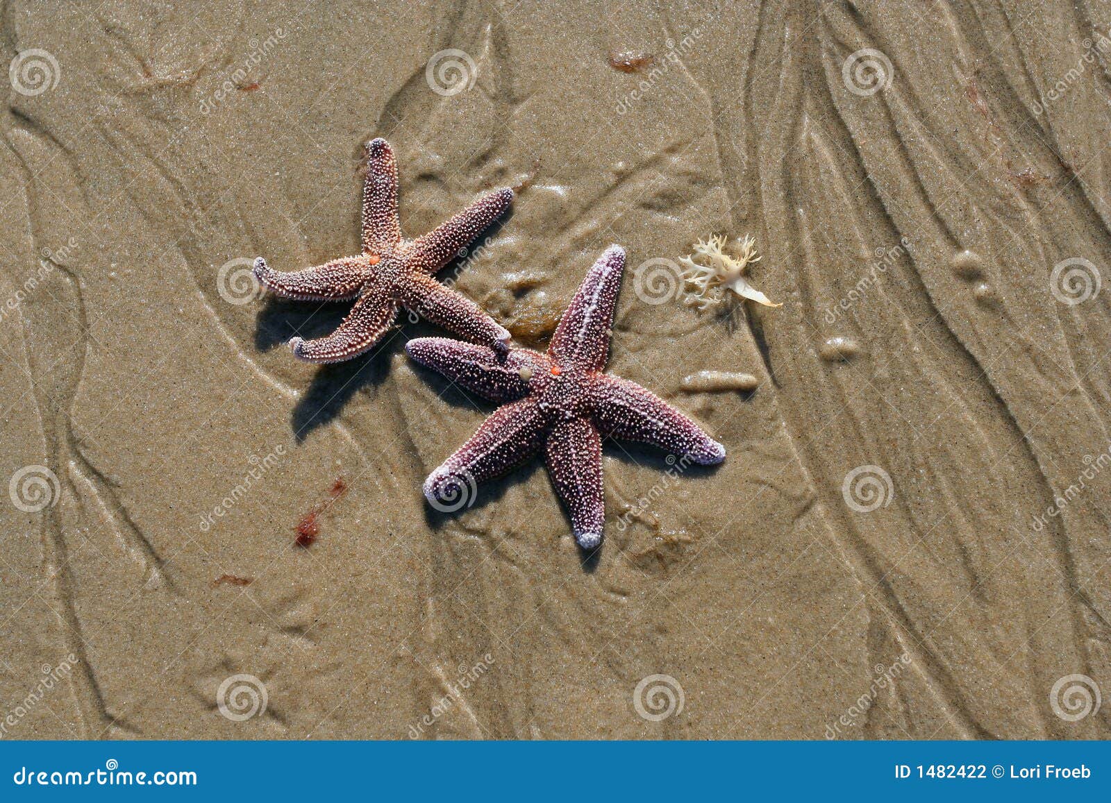 Due stelle fotografia stock. Immagine di oceano, puntello - 1482422