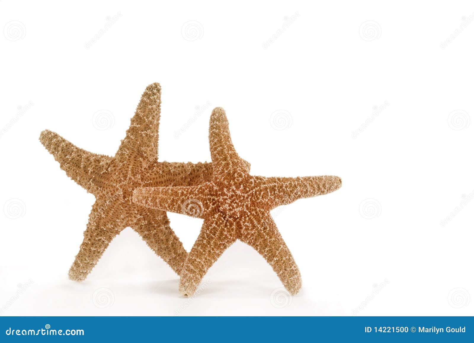 Due stelle marine fotografia stock. Immagine di starfish - 14221500