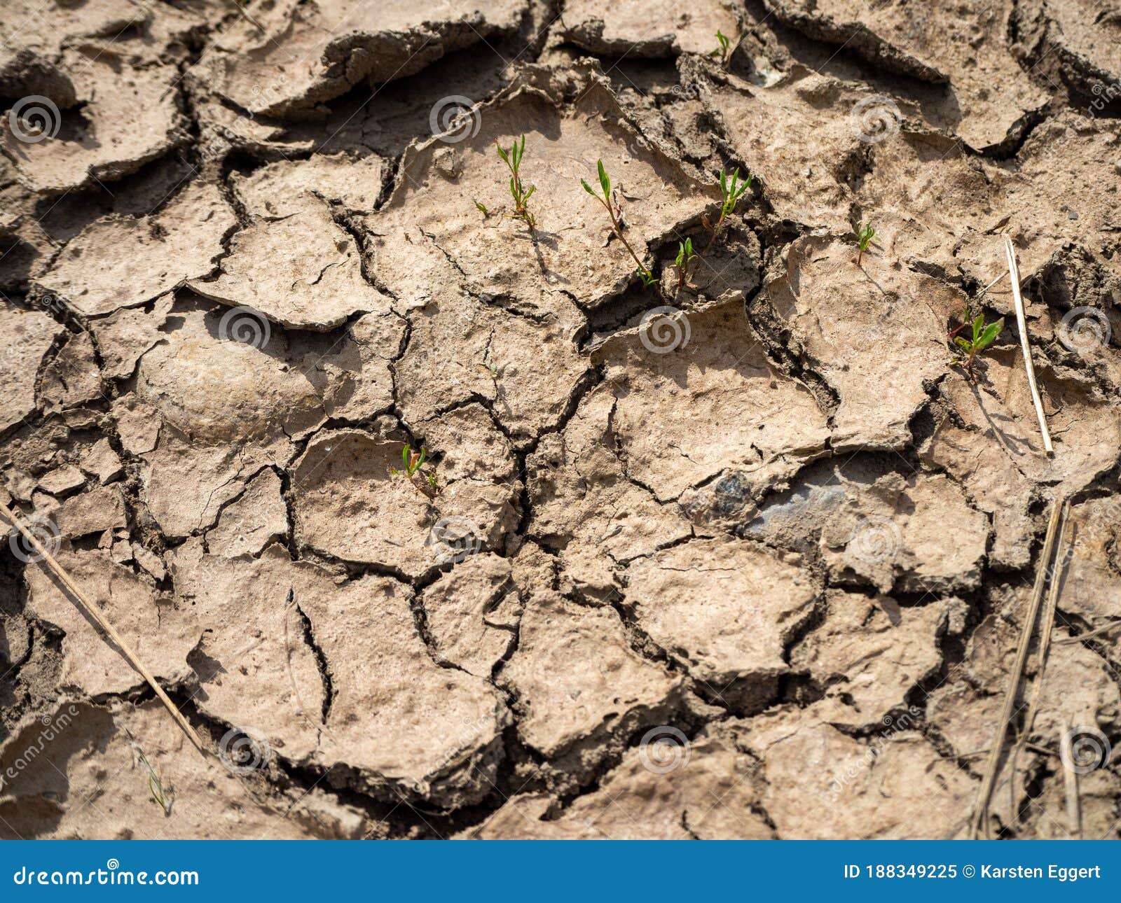 Due To Drought a Soil is Fissured and Torn and Forms a Pattern Stock ...