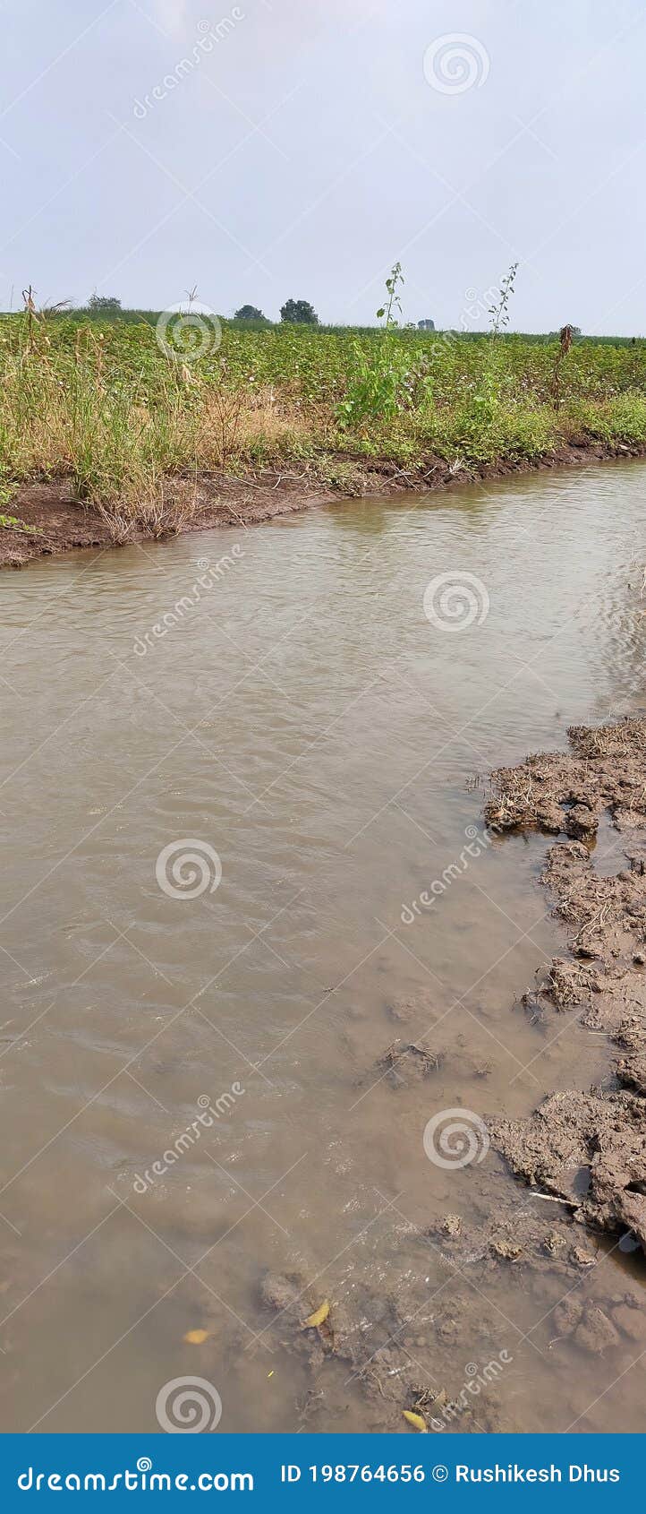 Due To Heavy Rains, the Stream Started Flowing More, so the Water in ...