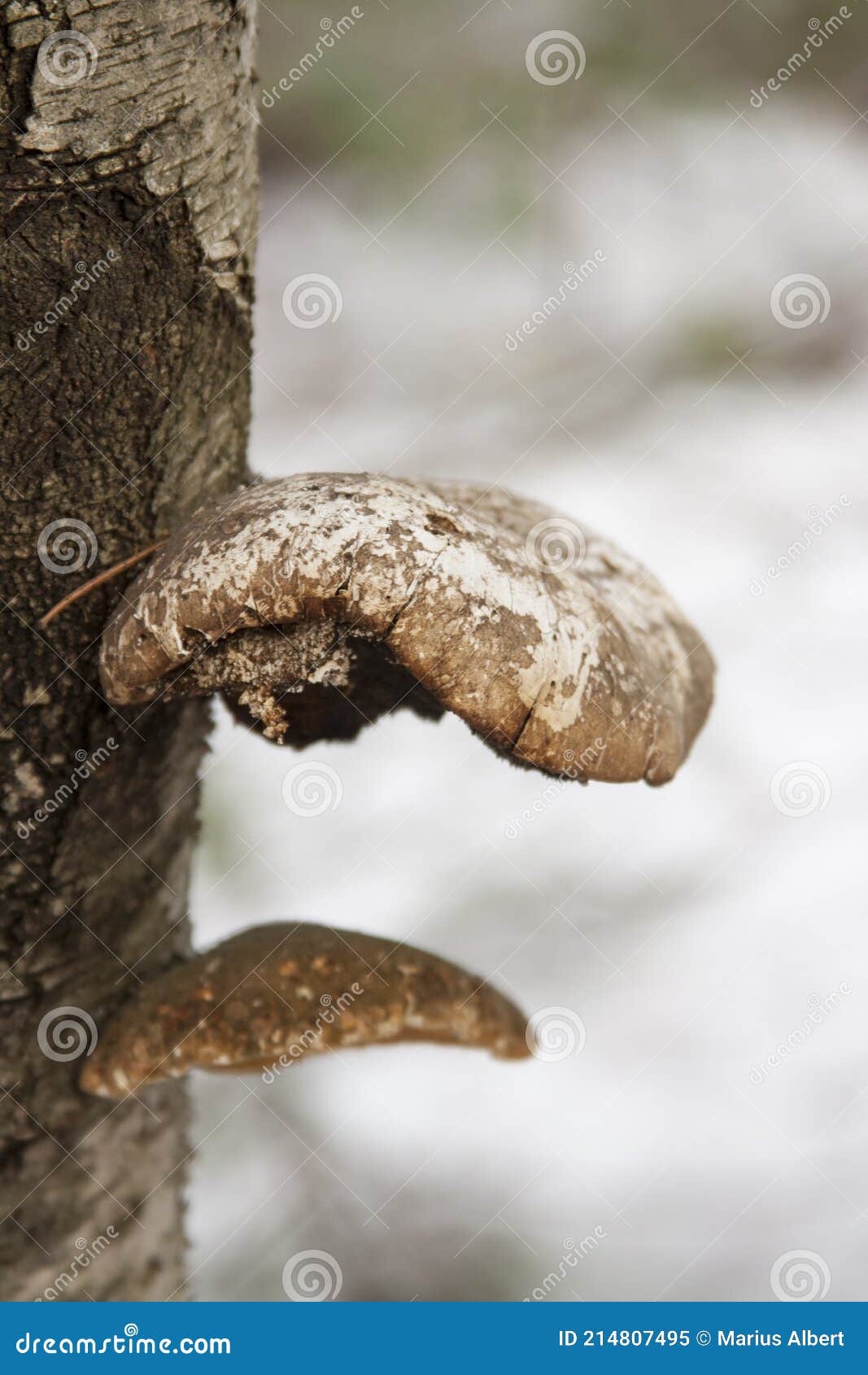 Humidity in the forest stock image. Image of trunk, fungi - 214807495