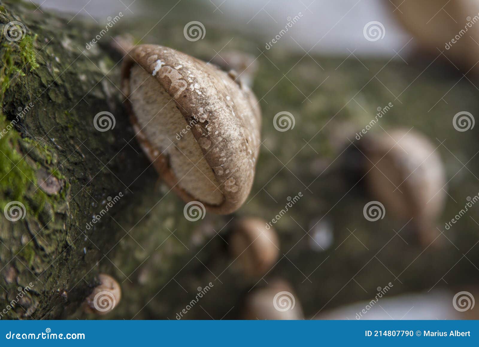 Humidity in the forest stock photo. Image of water, look - 214807790