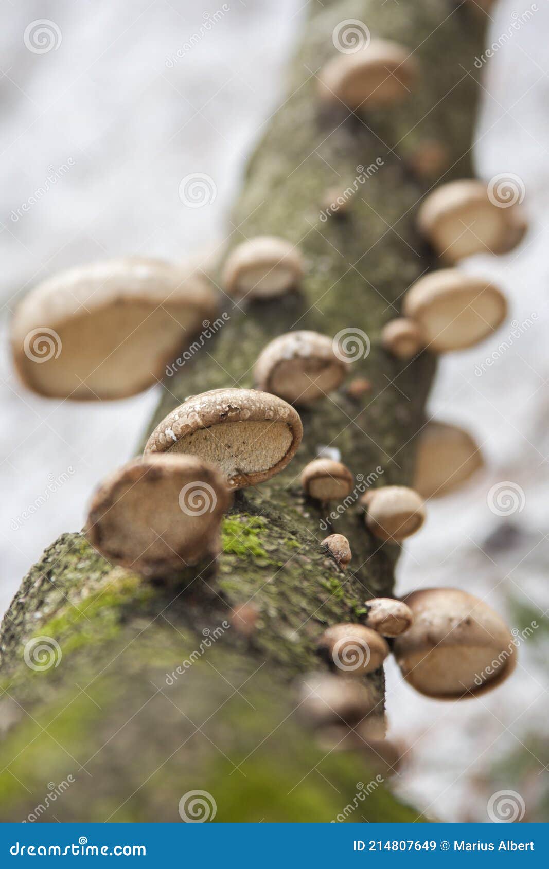 Humidity in the forest stock image. Image of trees, types - 214807649