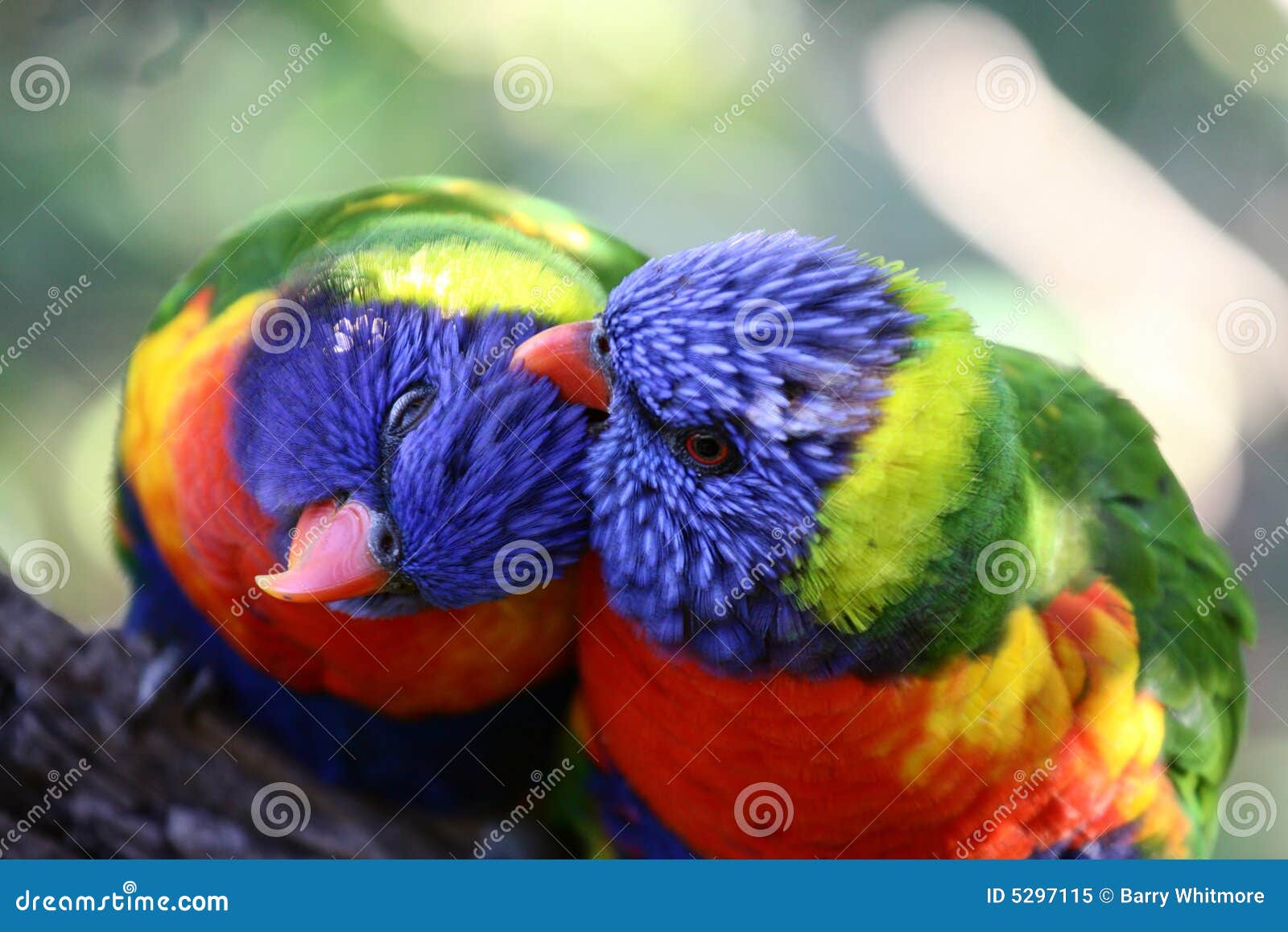Due Uccelli Che Preening Ogni Altri Mette Le Piume a. Immagine Stock ...