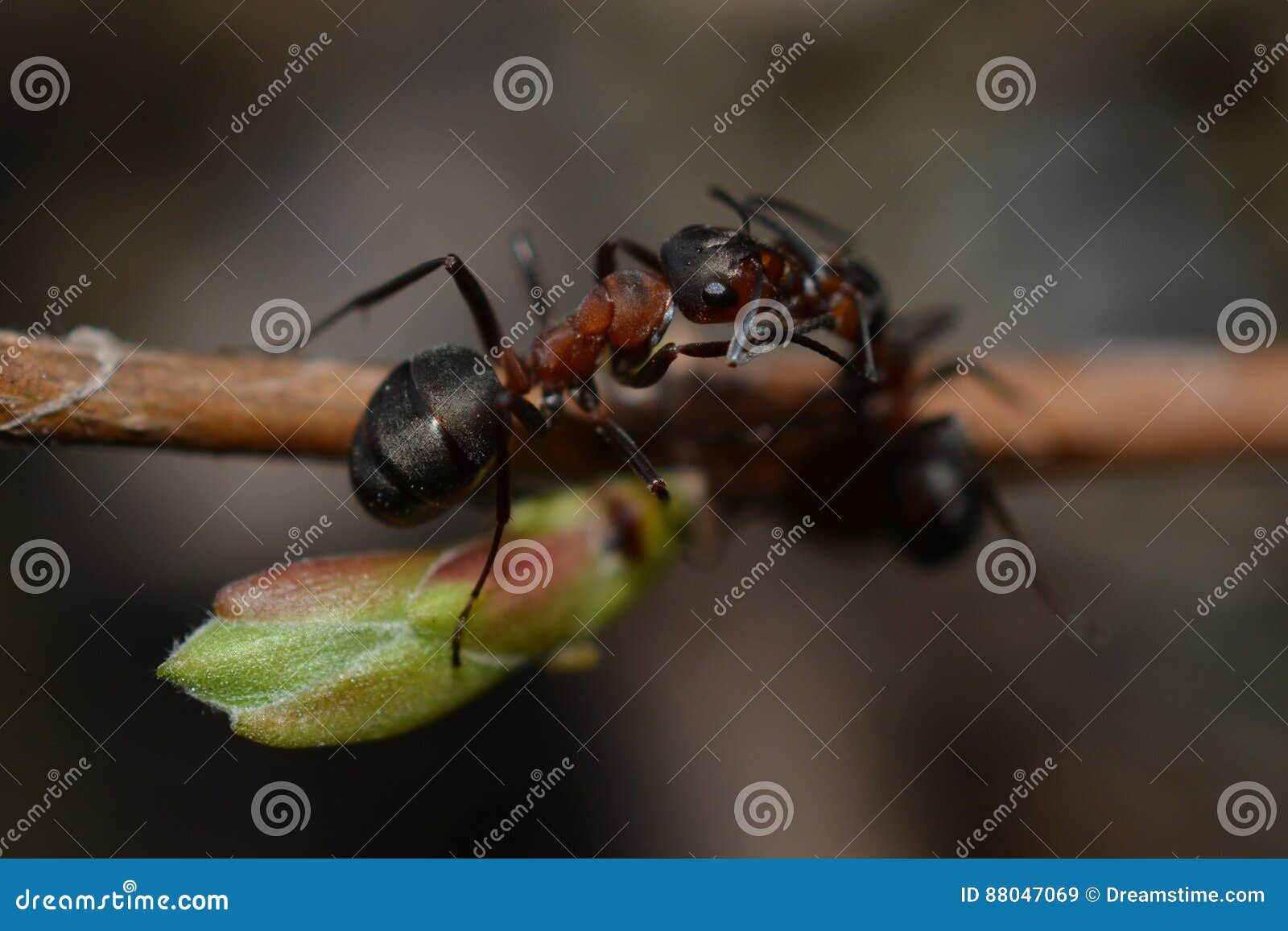 Duel stock image. Image of territory, nature, ants, combat - 88047069