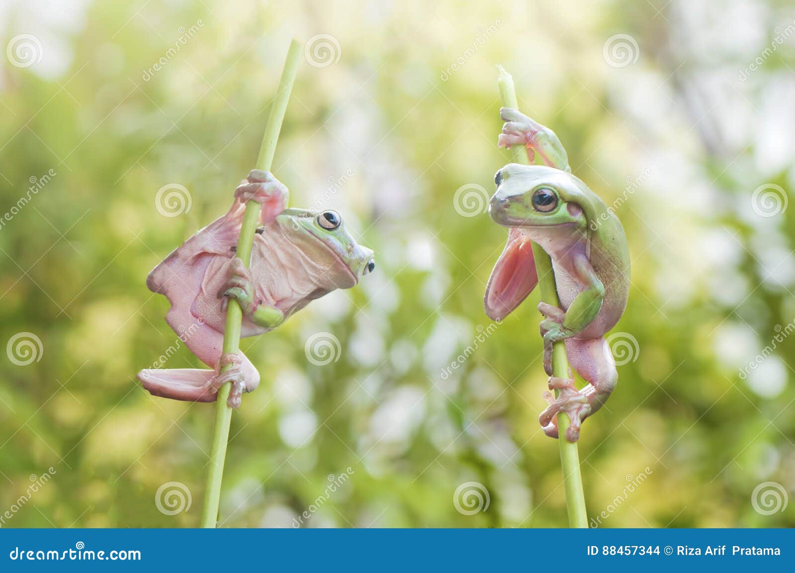 Duel Frog stock photo. Image of macro, indonesia, frog - 88457344