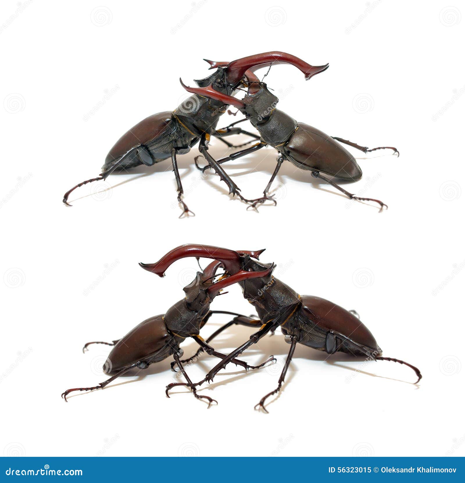 Duel stock image. Image of duel, defense, mandibles, large - 56323015