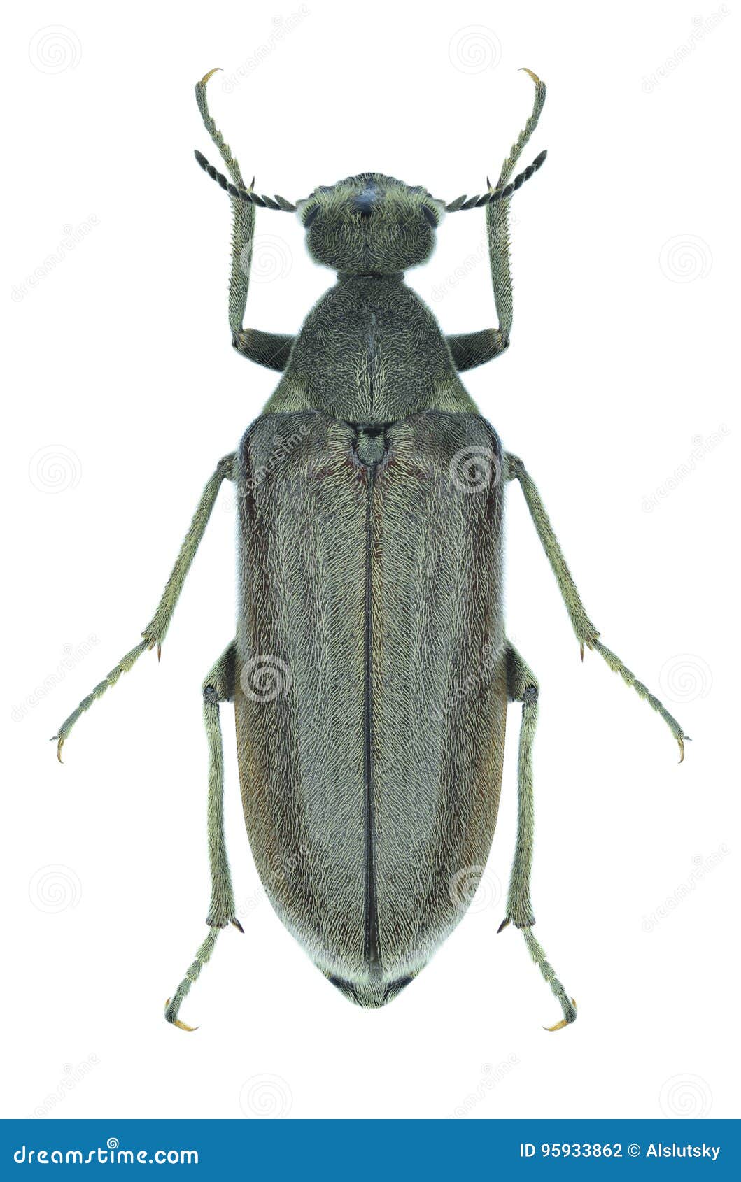 Dufouri De Ptilophorus Del Escarabajo Foto de archivo - Imagen de ...