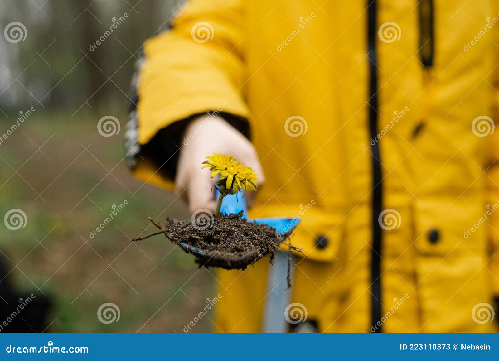 Dug Dandelion on a Shoulder Blade with Earth. Gardening Concept Stock ...