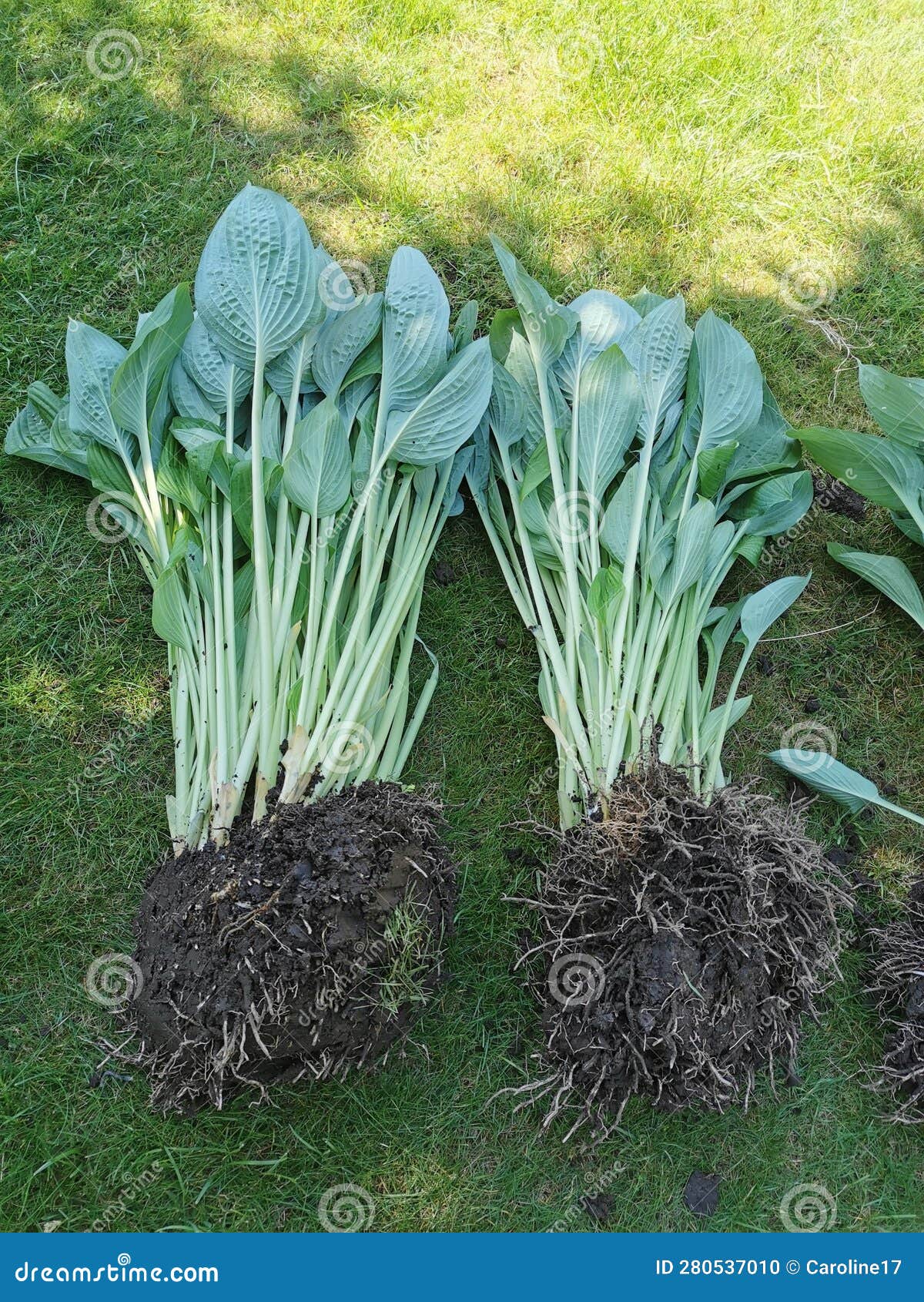 Dug Hosta Clumps with Roots on the Lawn Stock Photo - Image of clumps ...
