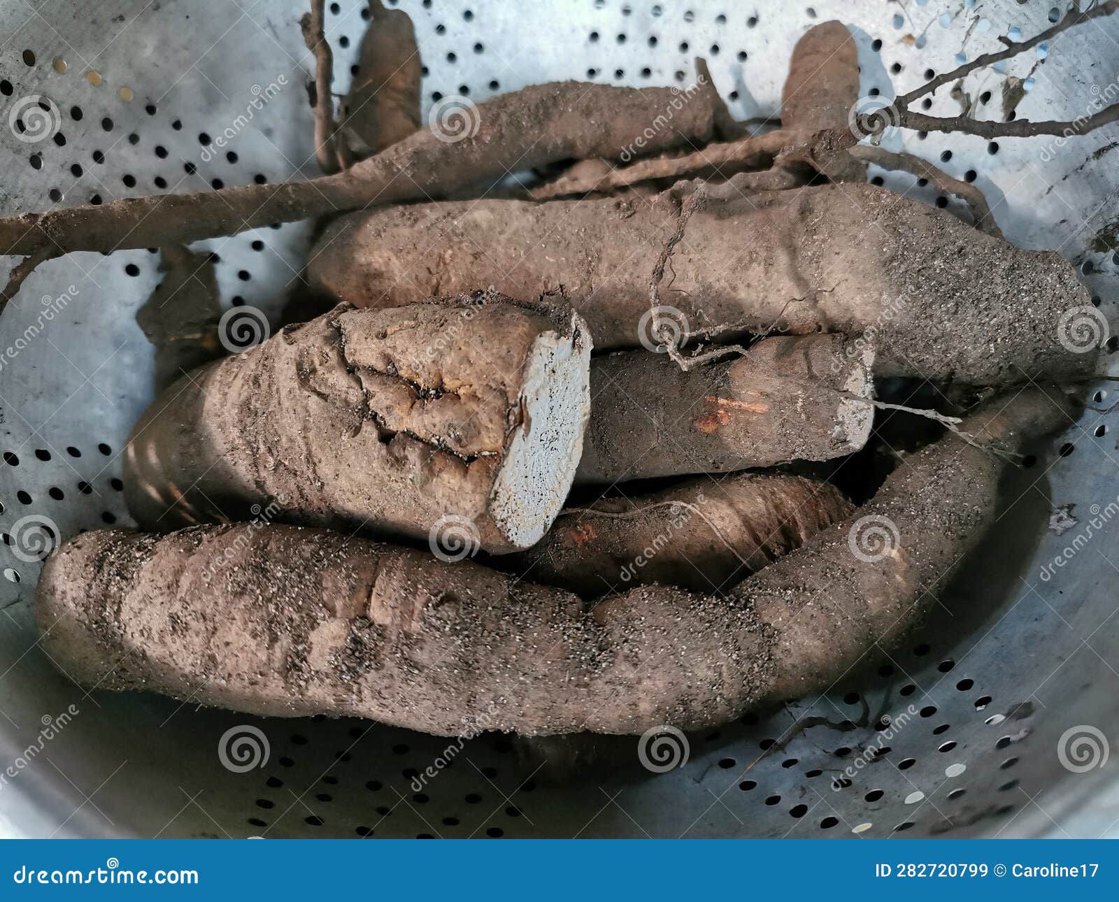 Dug Peony Roots Big and Thick Stock Image - Image of brown, thick ...