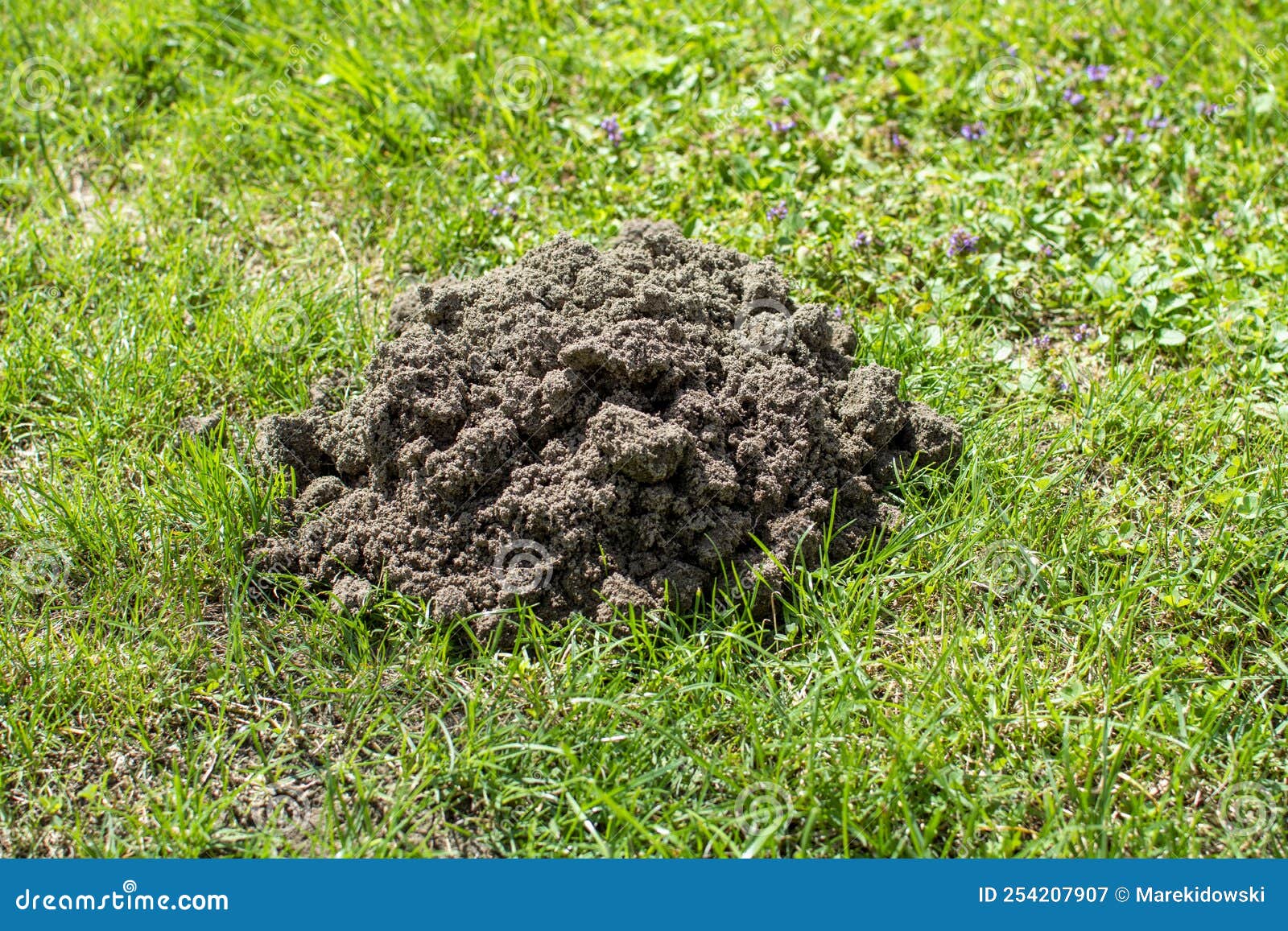 A Mound of Earth Made by a European Mole. Stock Image - Image of ...