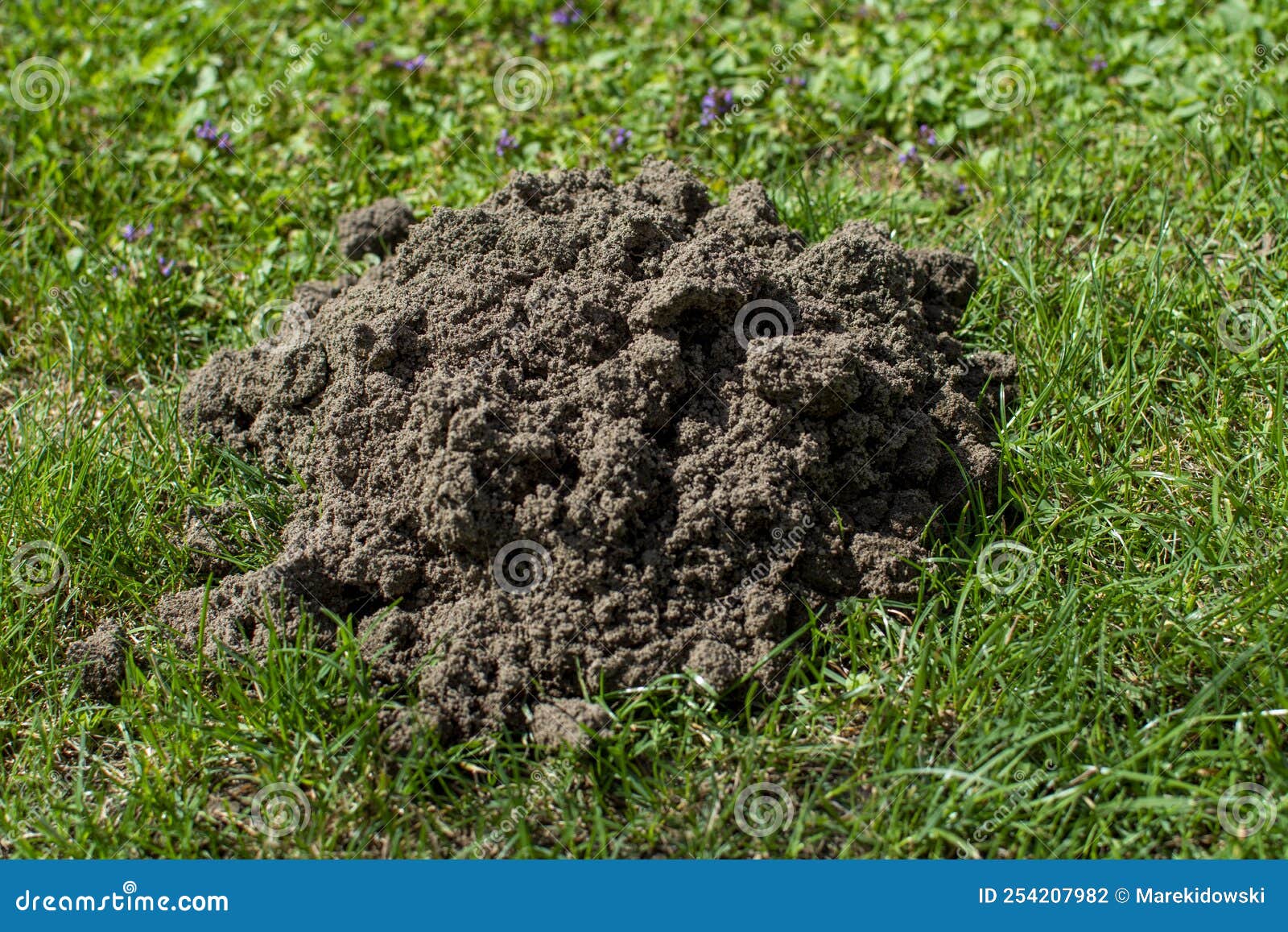 A Mound of Earth Made by a European Mole. Stock Photo - Image of ...