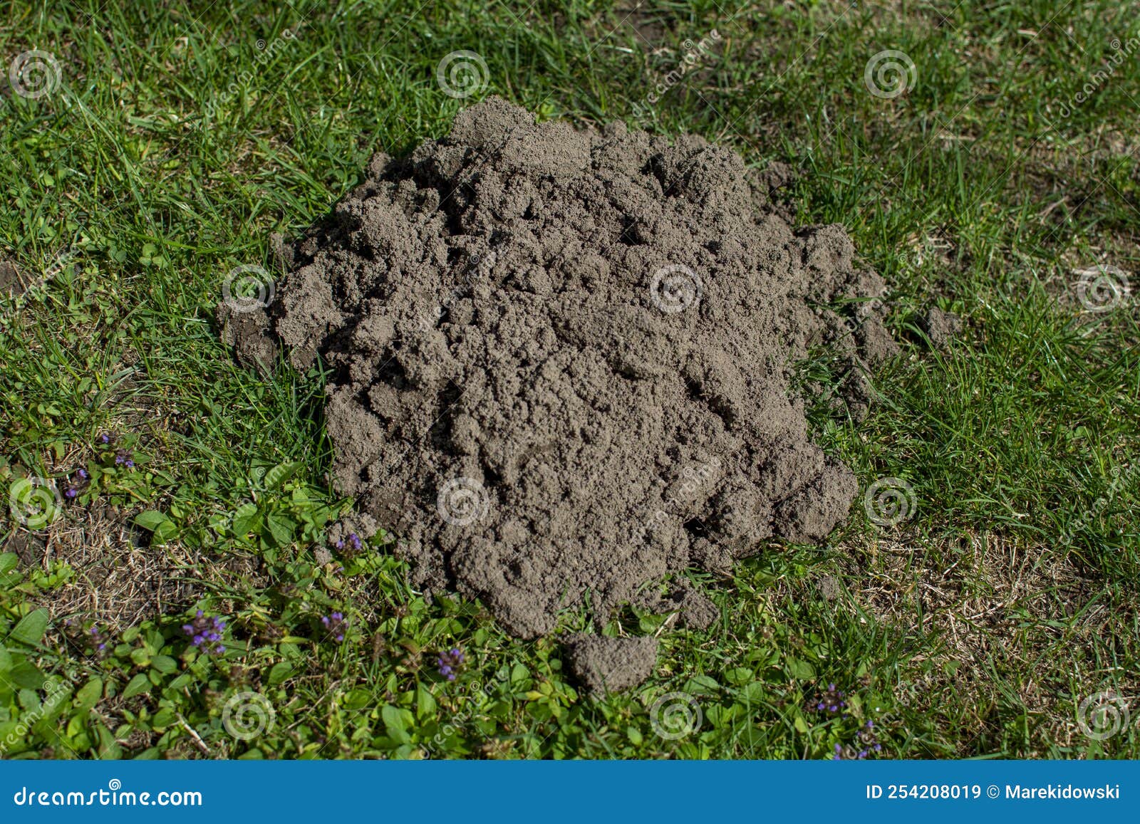 A Mound of Earth Made by a European Mole. Stock Image - Image of grass ...