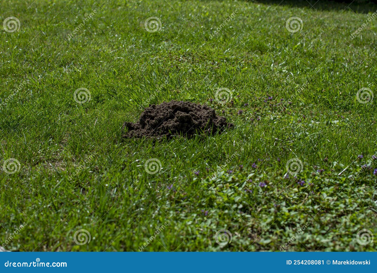 A Mound of Earth Made by a European Mole. Stock Image - Image of meadow ...