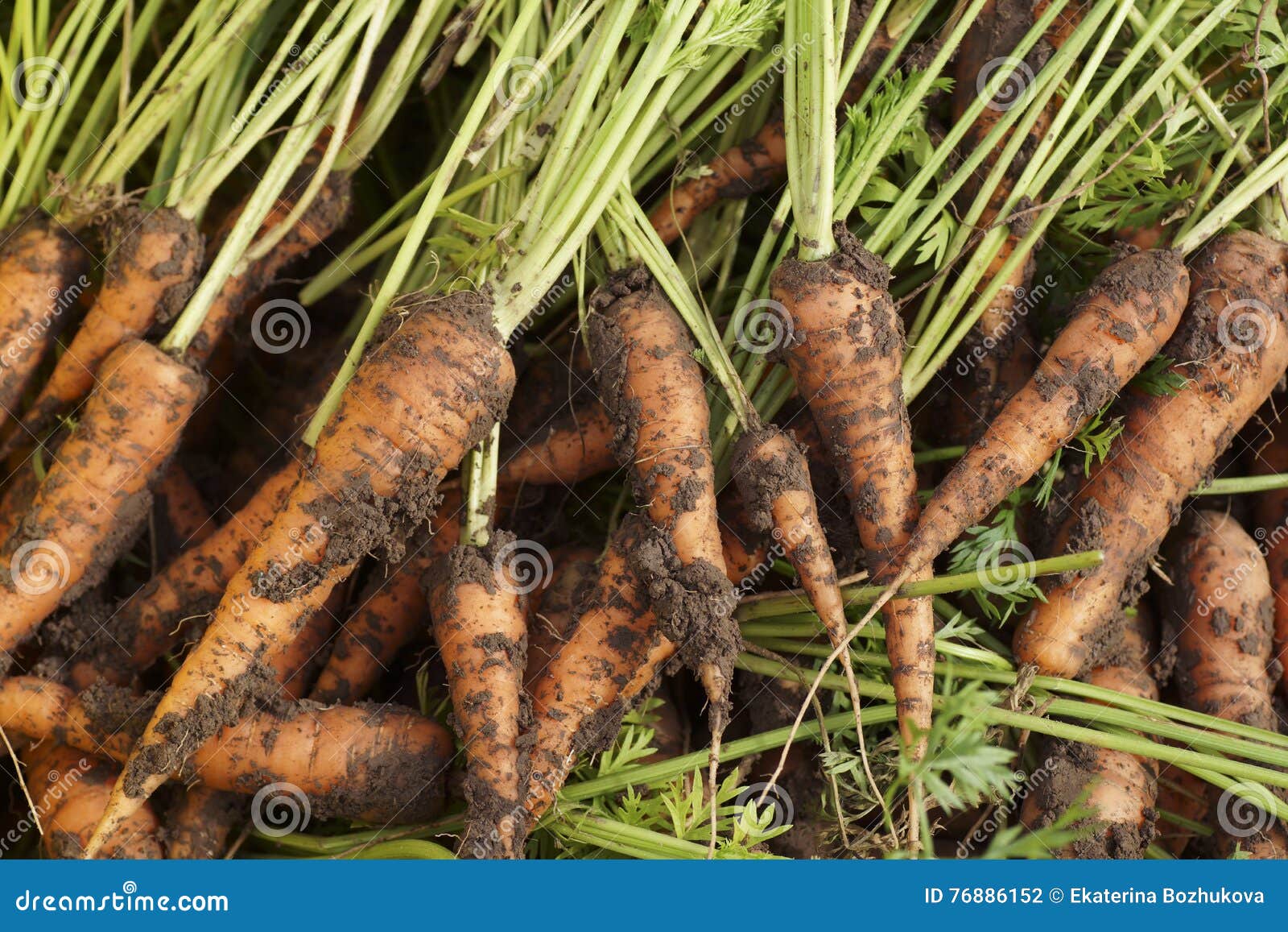Dug Up from the Ground Carrots. Stock Photo - Image of color, crop ...