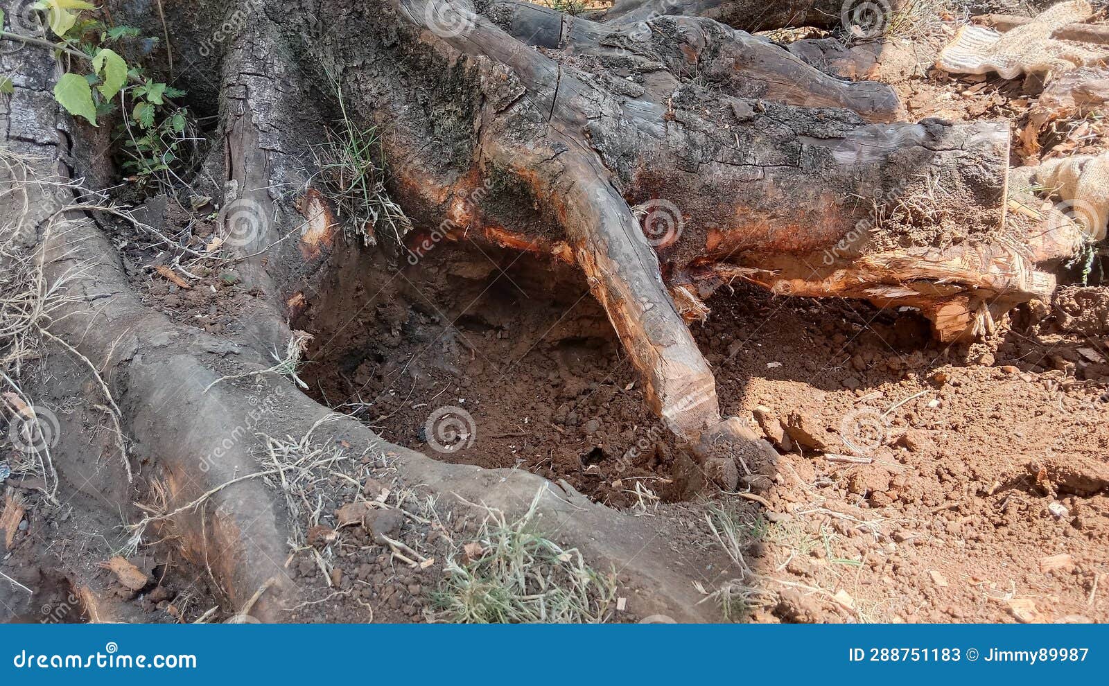 DUG UP UP the ROOTS of the RAMBUTAN TREE Stock Image - Image of root ...