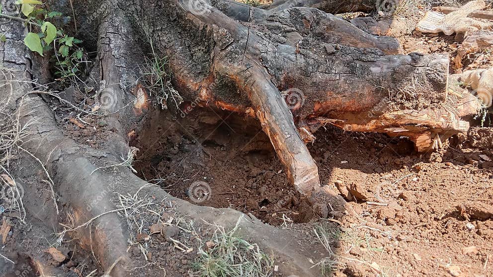 DUG UP UP the ROOTS of the RAMBUTAN TREE Stock Image - Image of root ...