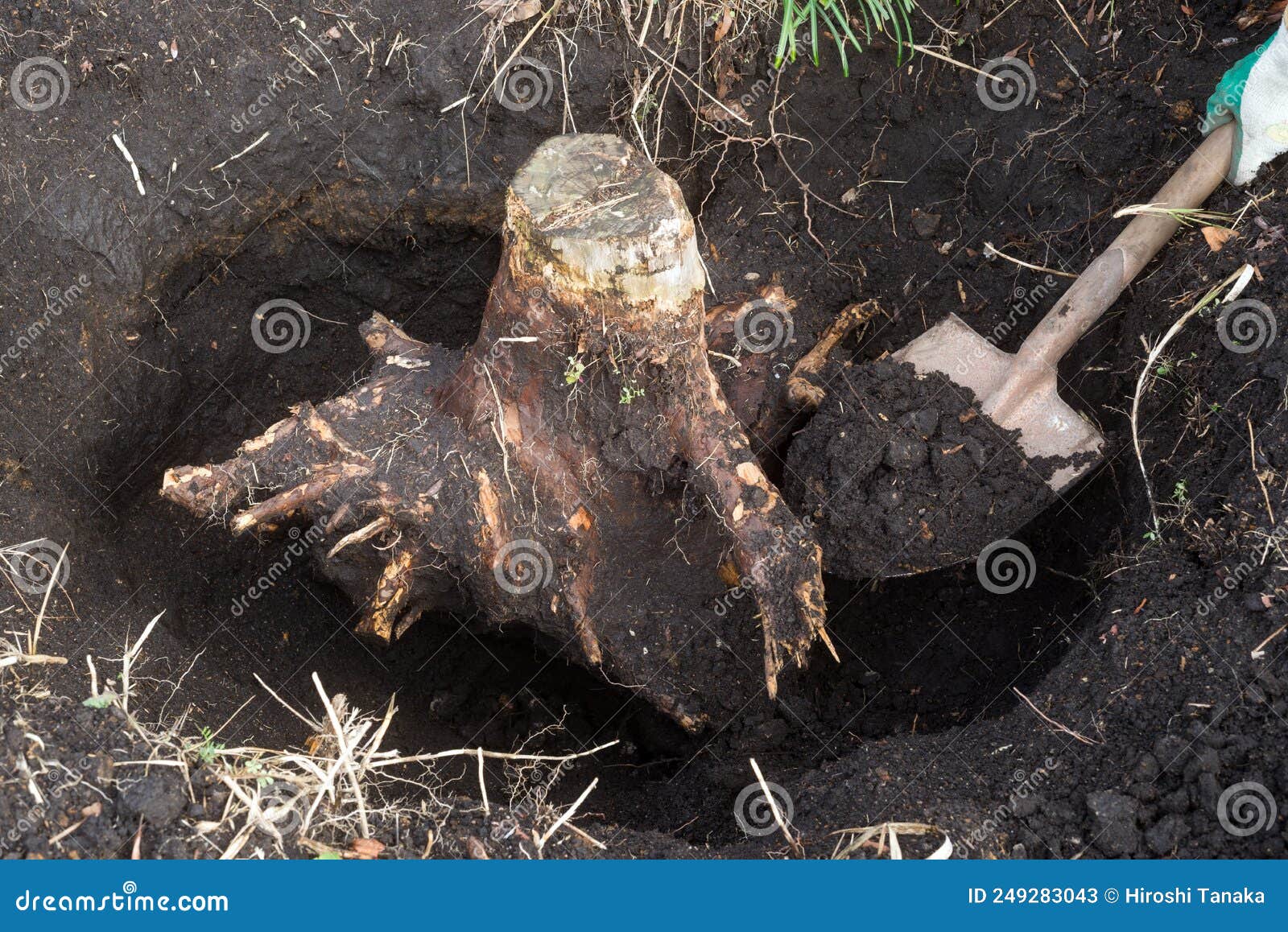Dug up tree stump stock image. Image of shovel, pioneer - 249283043