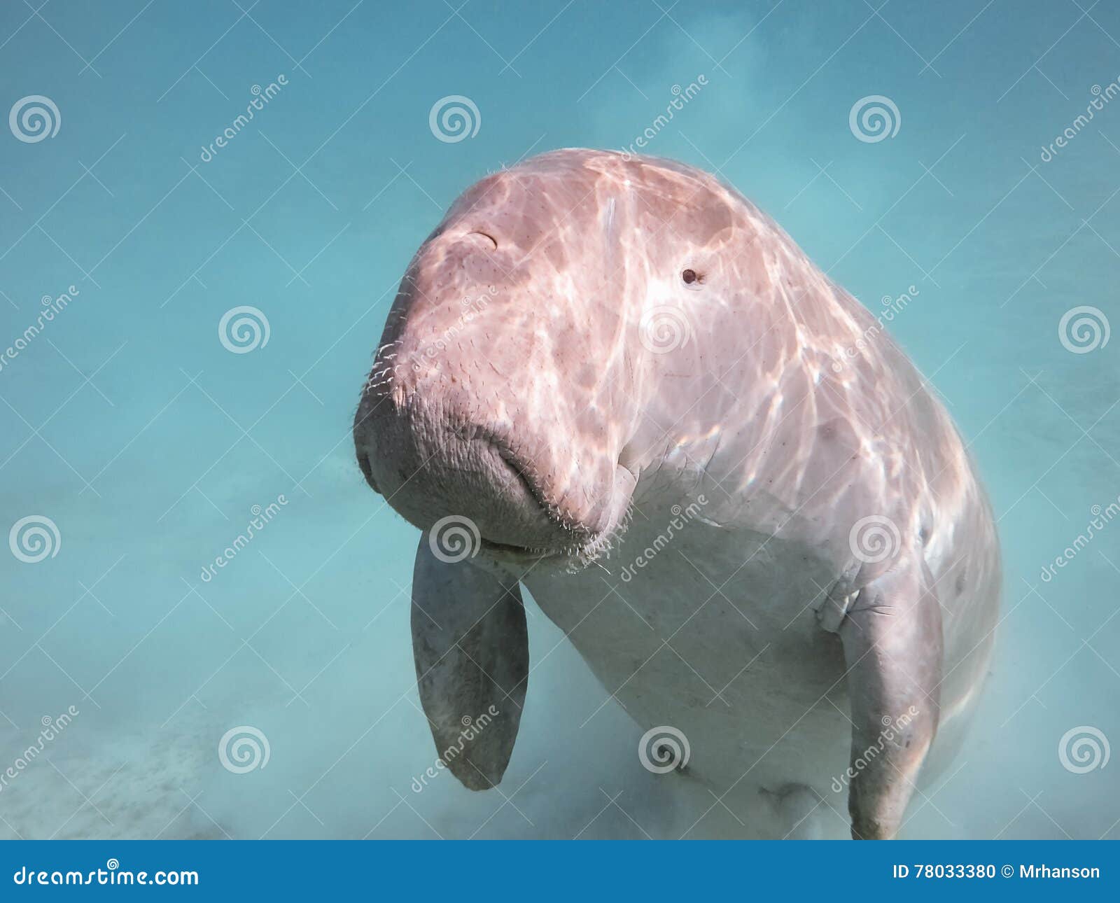 Dugon De Dugong La Vaca De Mar Foto de archivo - Imagen de arena, coral ...