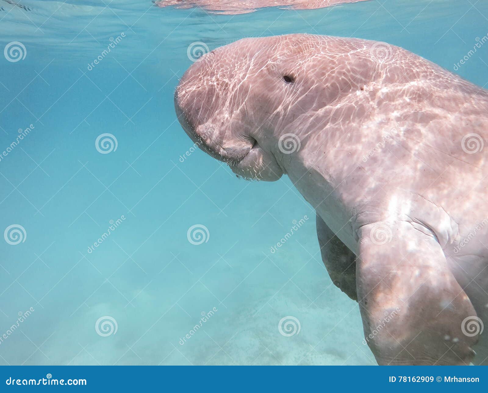 Dugon De Dugong La Vaca De Mar Imagen de archivo - Imagen de mundo ...