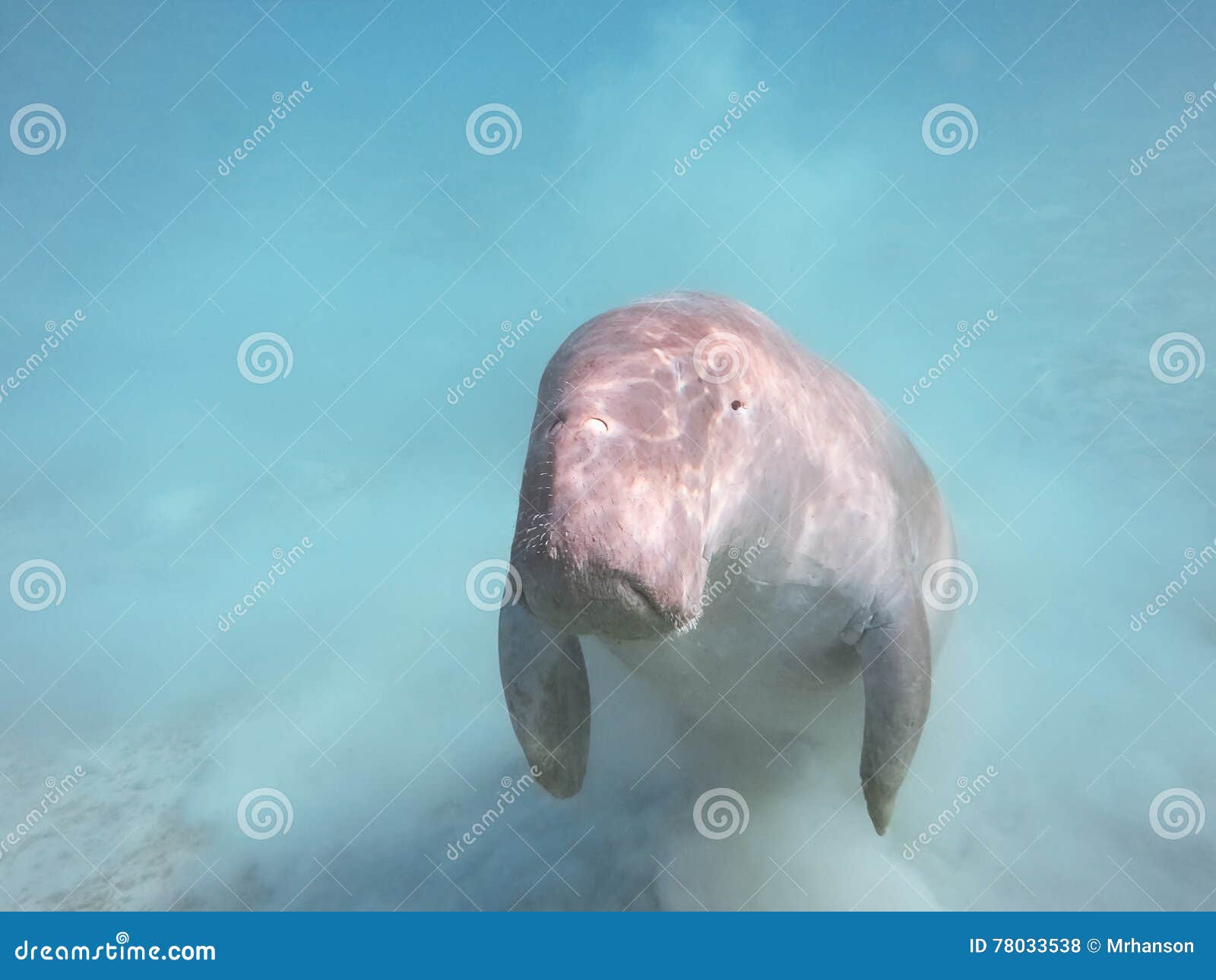 Dugon De Dugong La Vache Marine Photo stock - Image du vacances, coloré ...
