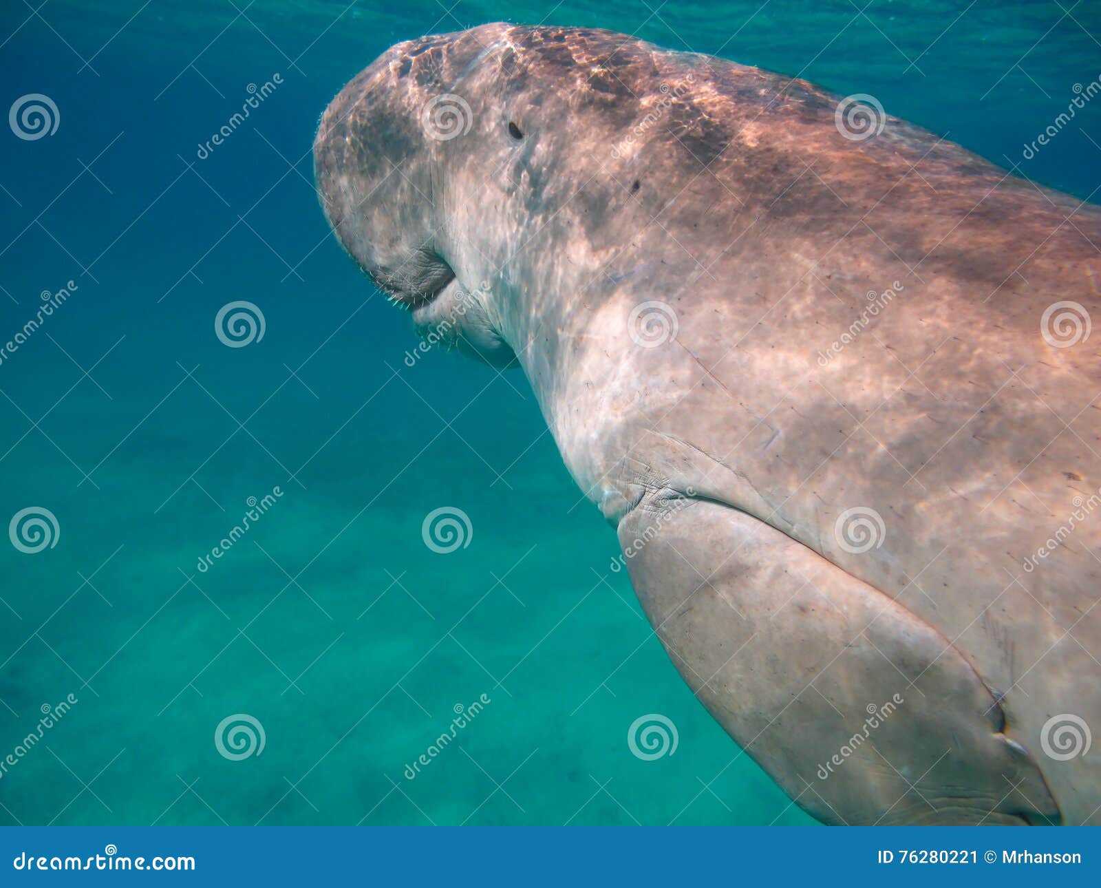 Dugon De Dugong a Vaca De Mar Imagem de Stock - Imagem de tropical ...