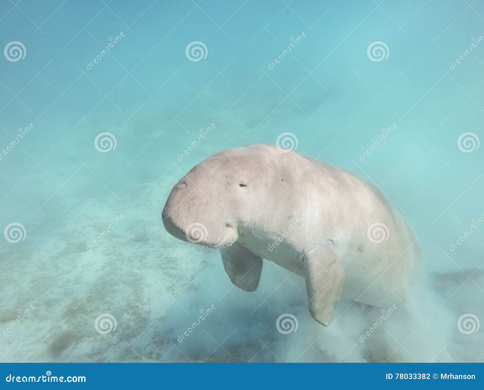 Dugon De Dugong a Vaca De Mar Foto de Stock - Imagem de marinho, areia ...