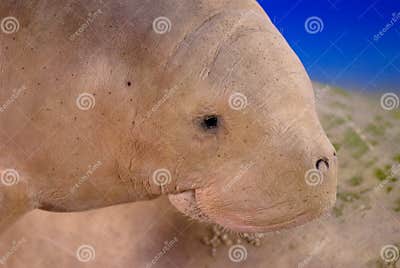 Dugong stock photo. Image of scuba, marine, fish, grey - 17861972