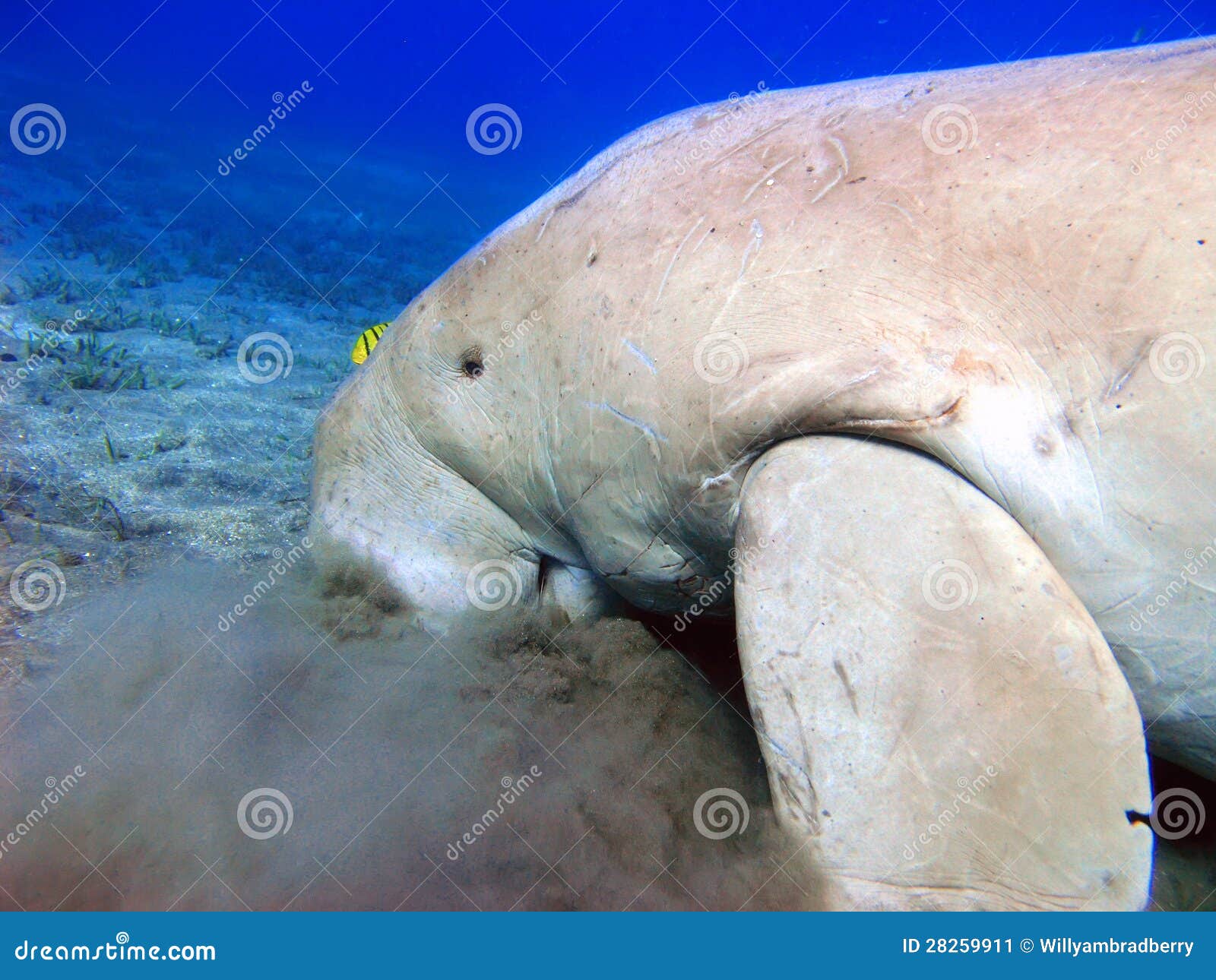 Dugong and Yellow Pilot-fish Stock Image - Image of species, unique ...