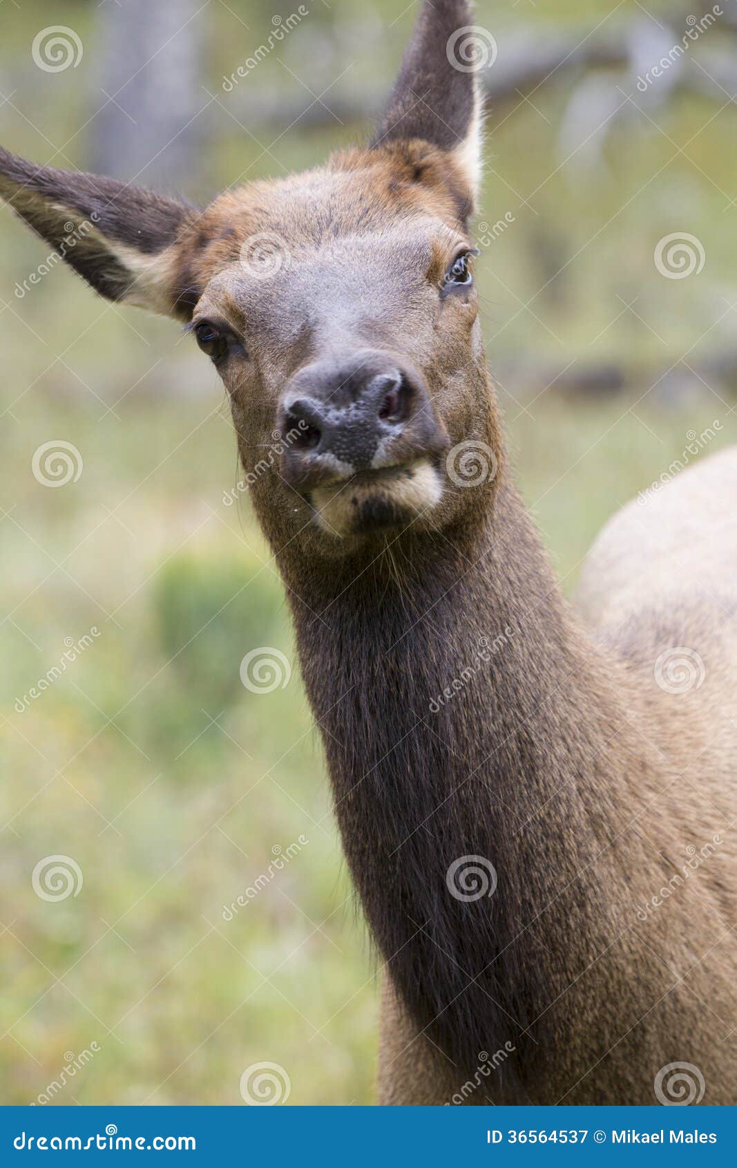 Duh stock image. Image of harem, massive, waapiti, bugling - 36564537